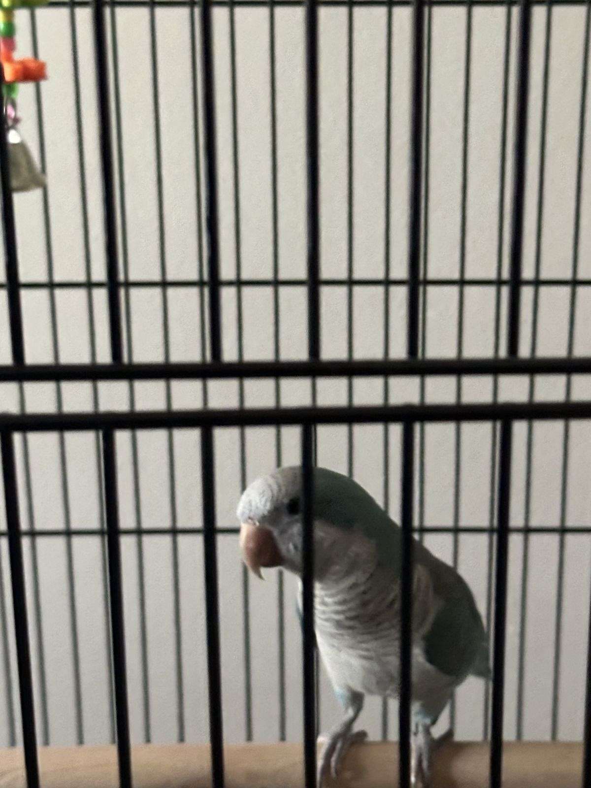 Free bird