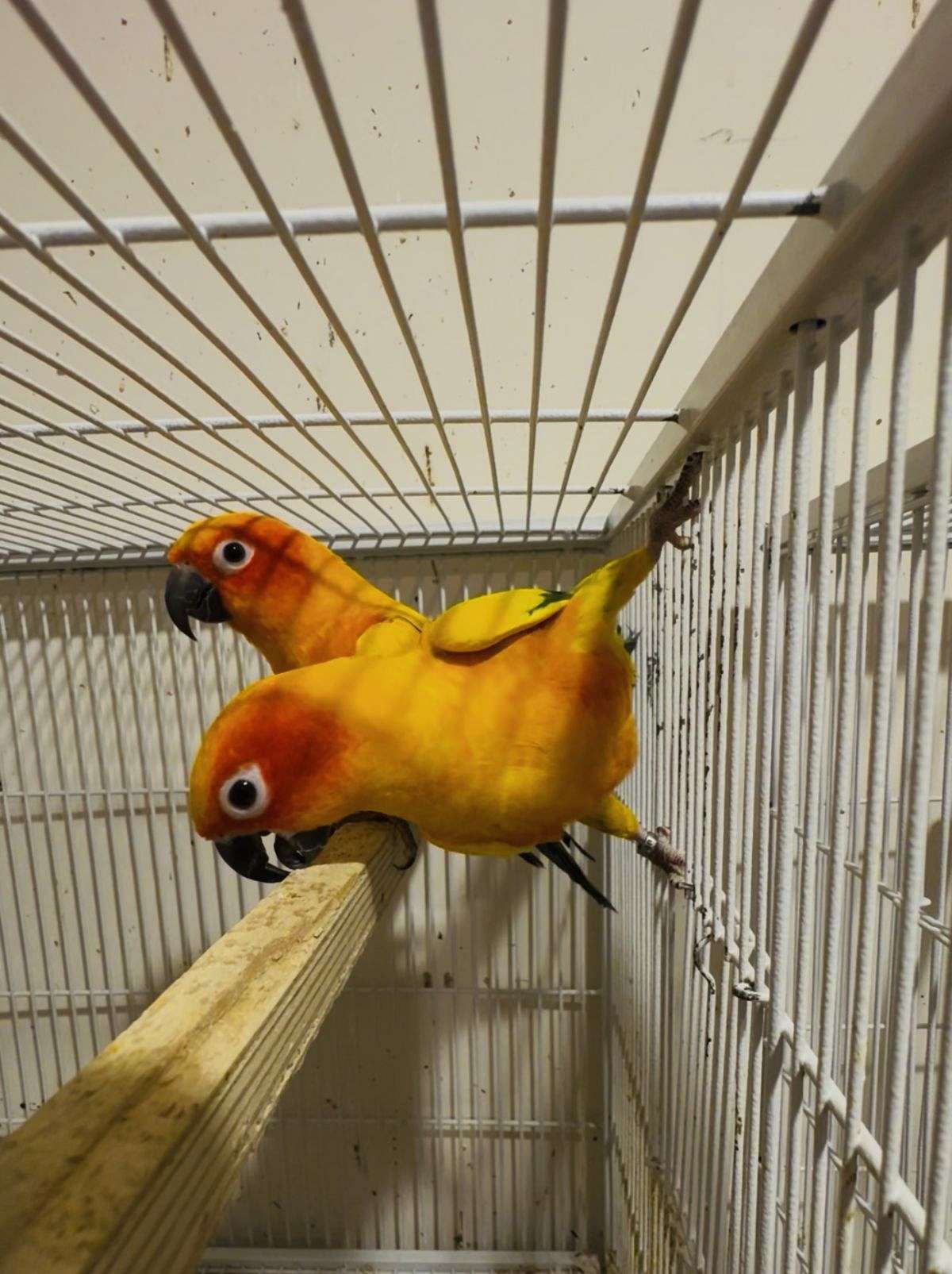 Sun Conure Pairs Available