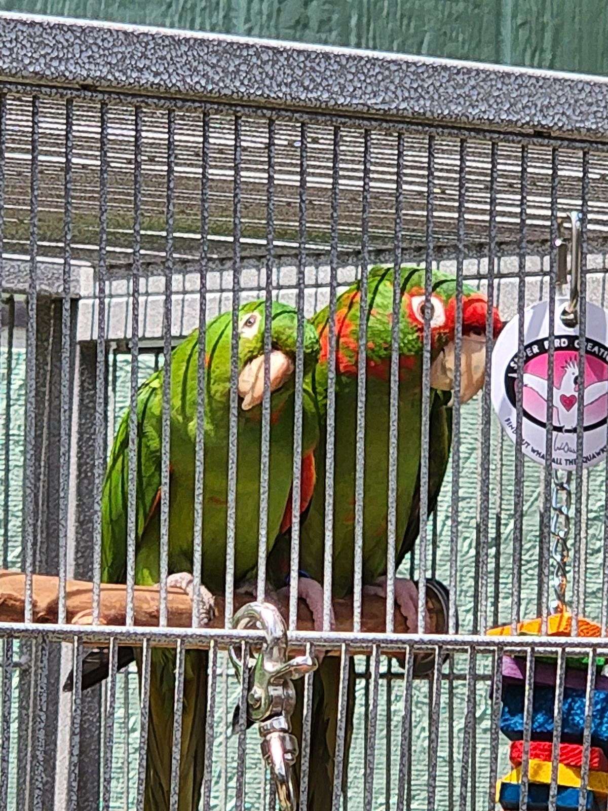 Proven Mitred x White-Eyed Conure Pair