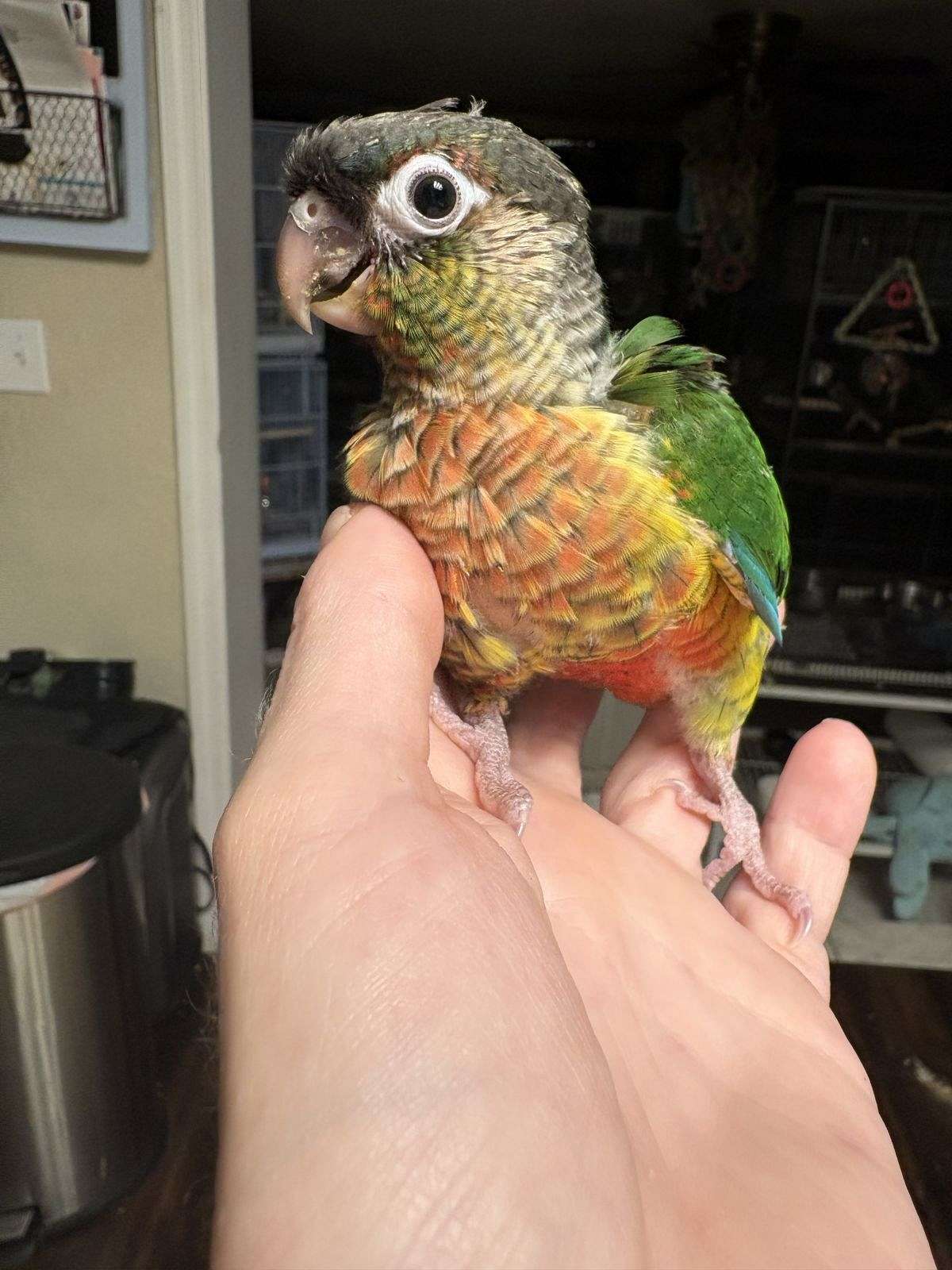 Adorable hand fed baby green cheek conures for sale