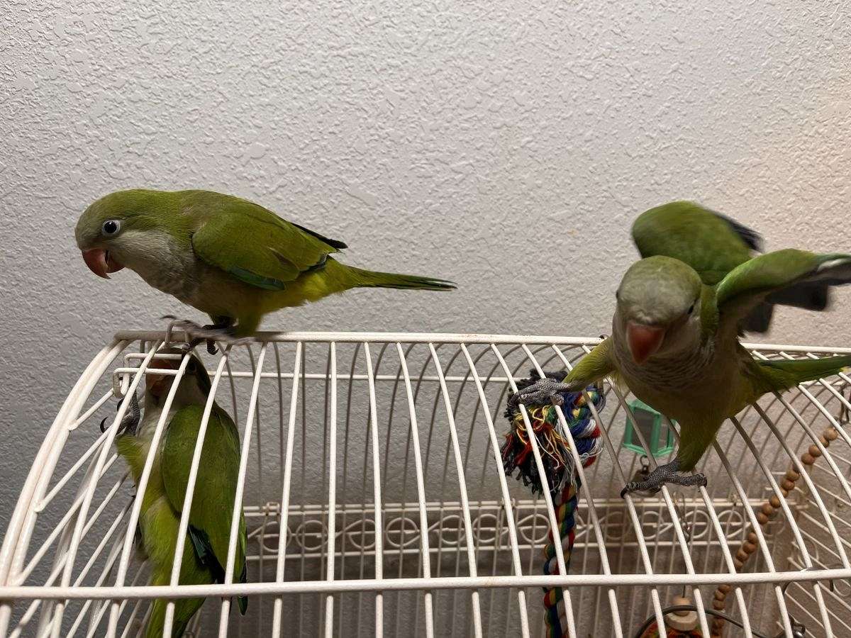 Green quaker parrot