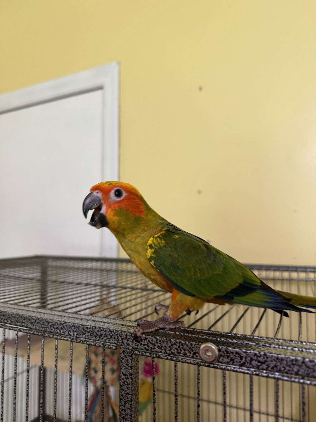 Baby Sun Conure