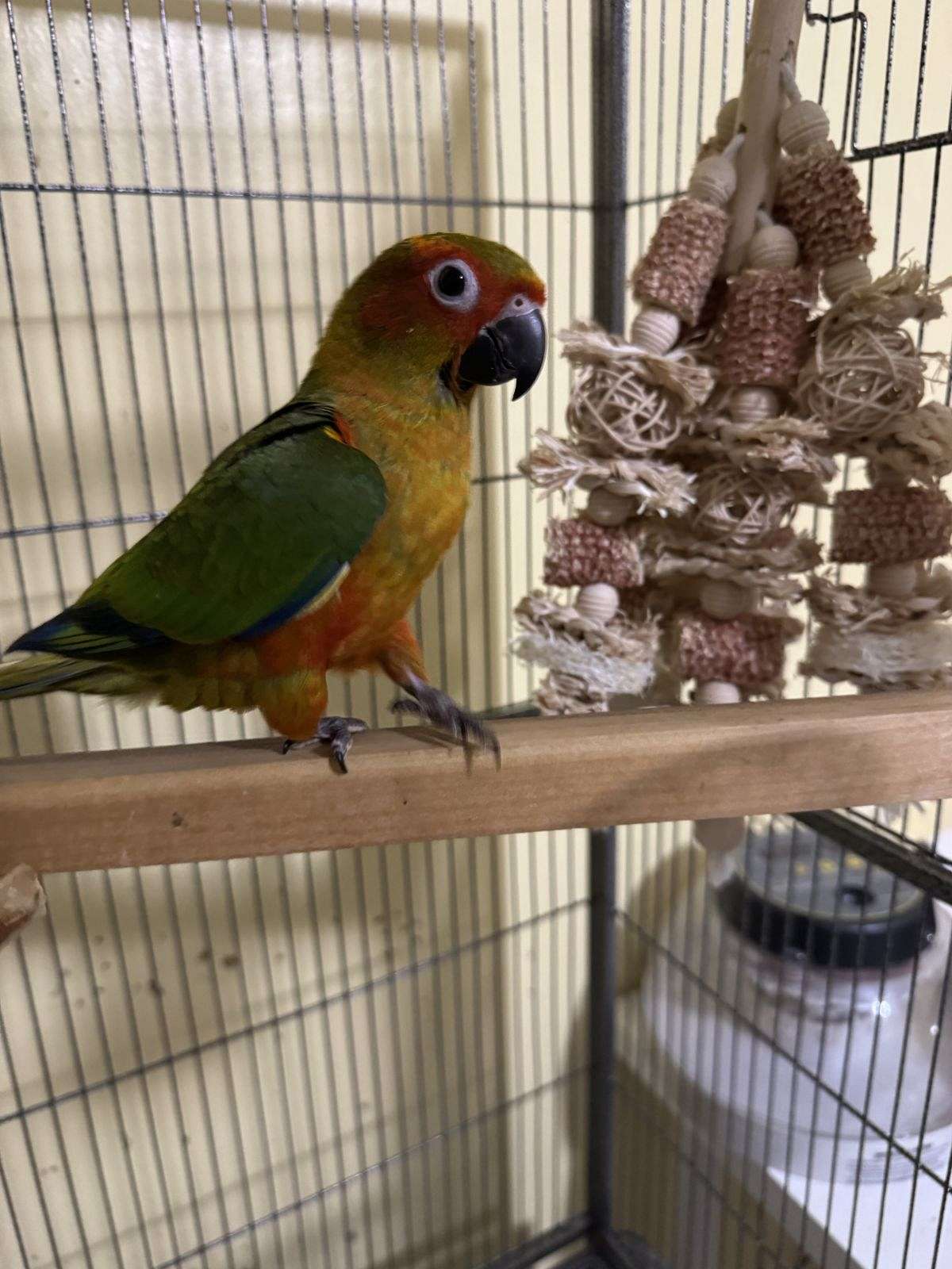 Baby sun conure