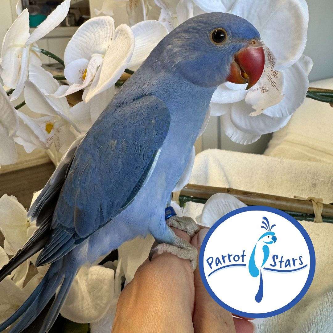 Baby Violet Cobalt Indian Ringneck Available at Parrot Stars!