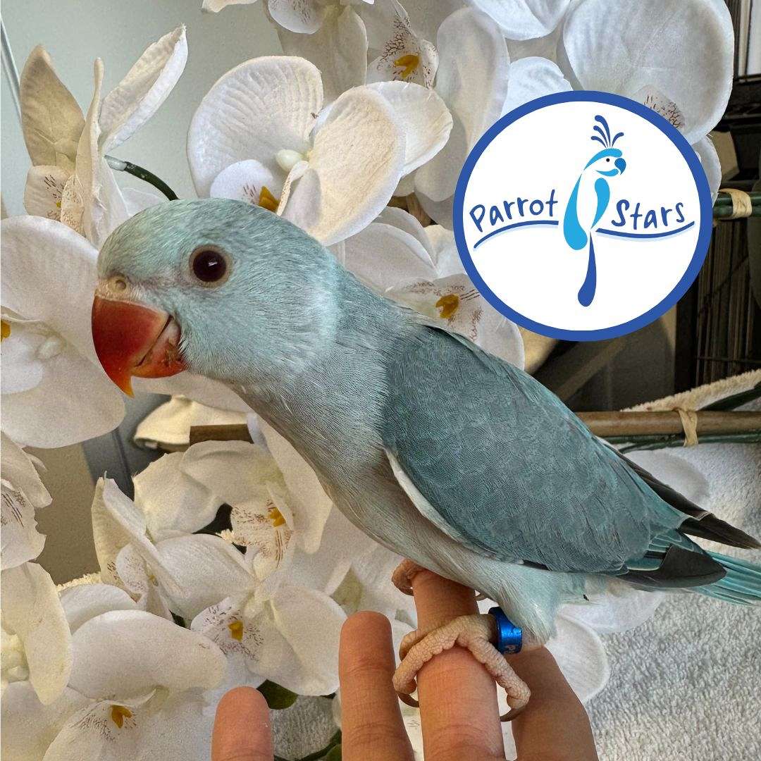 Baby Light Blue Indian Ringneck Available at Parrot Stars!