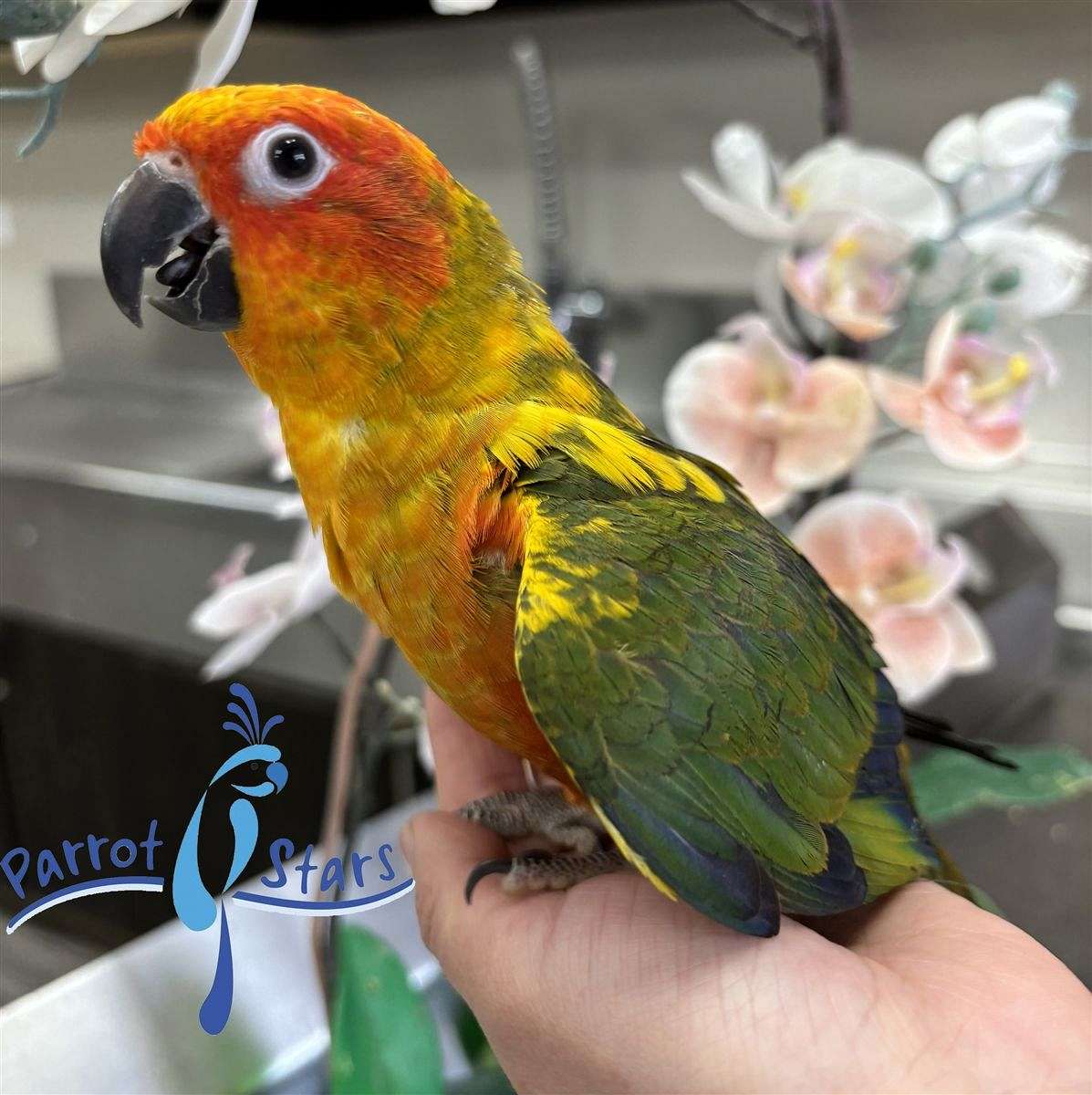Baby Sun Conure Available at Parrot Stars!