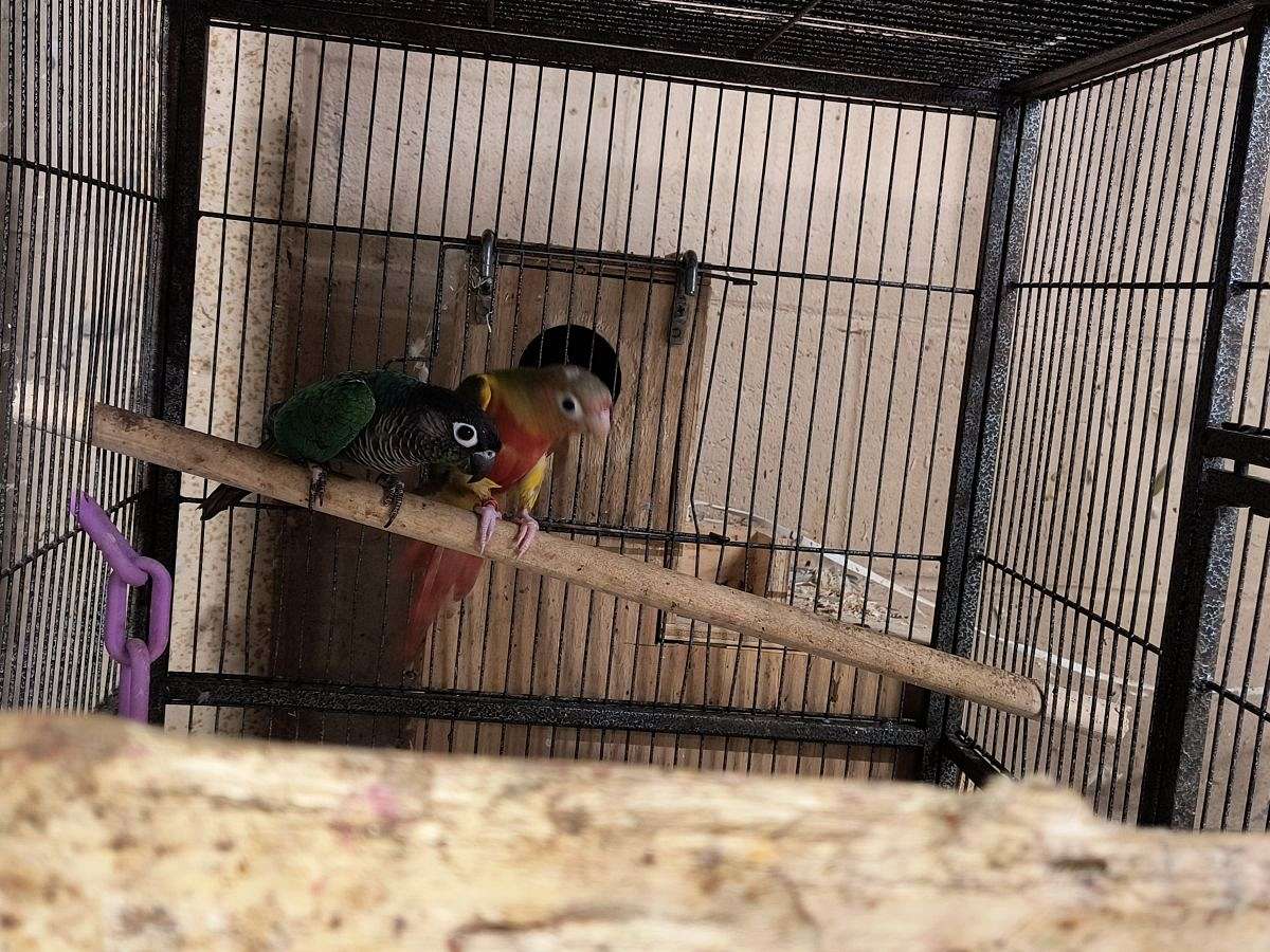 Breeding pairs green cheeked conures
