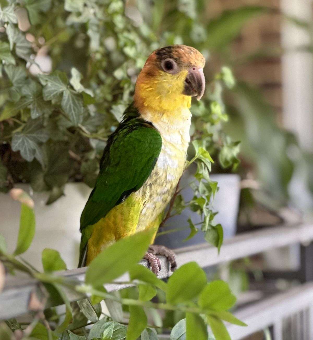 Caique