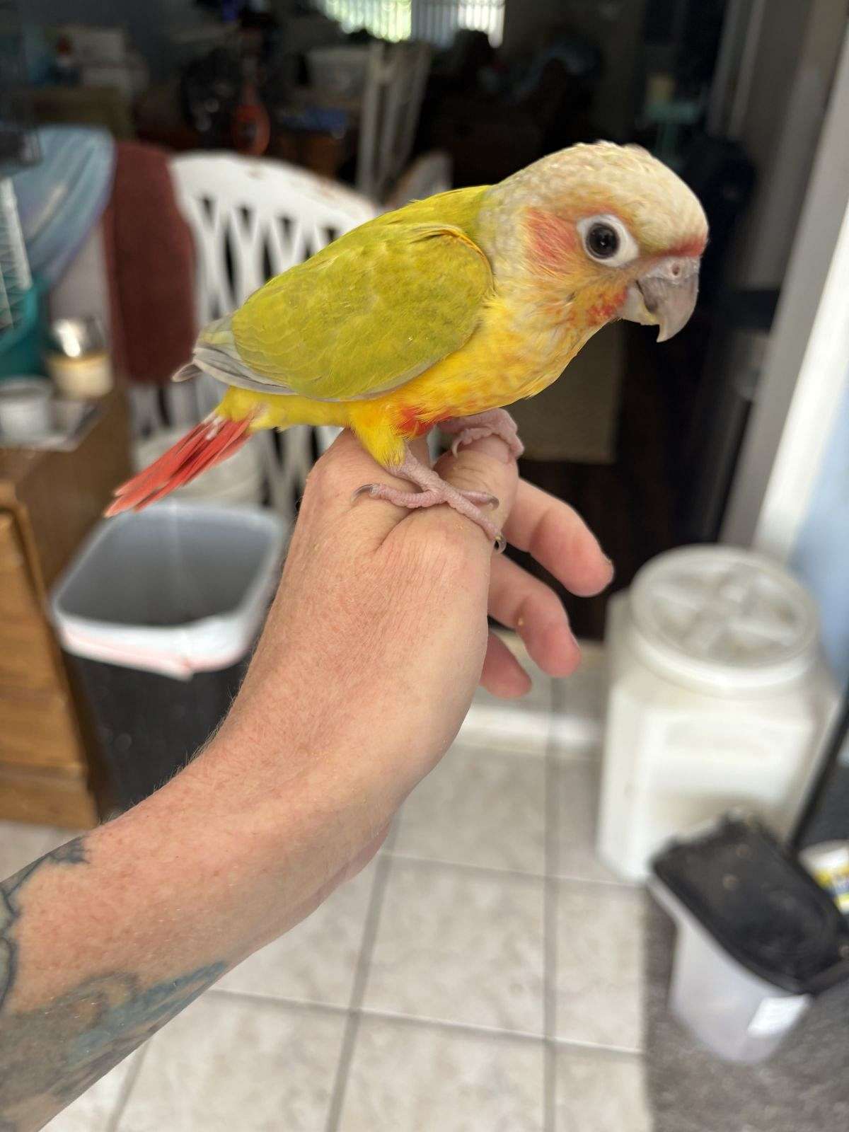 Stunning opaline dilute baby green cheek conures for sale