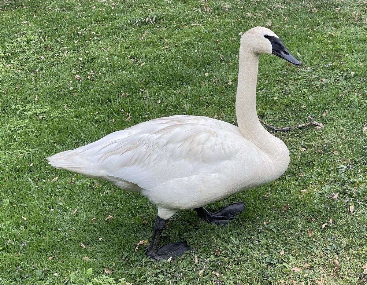 Two Trumpeter Swans - Bonded Pair