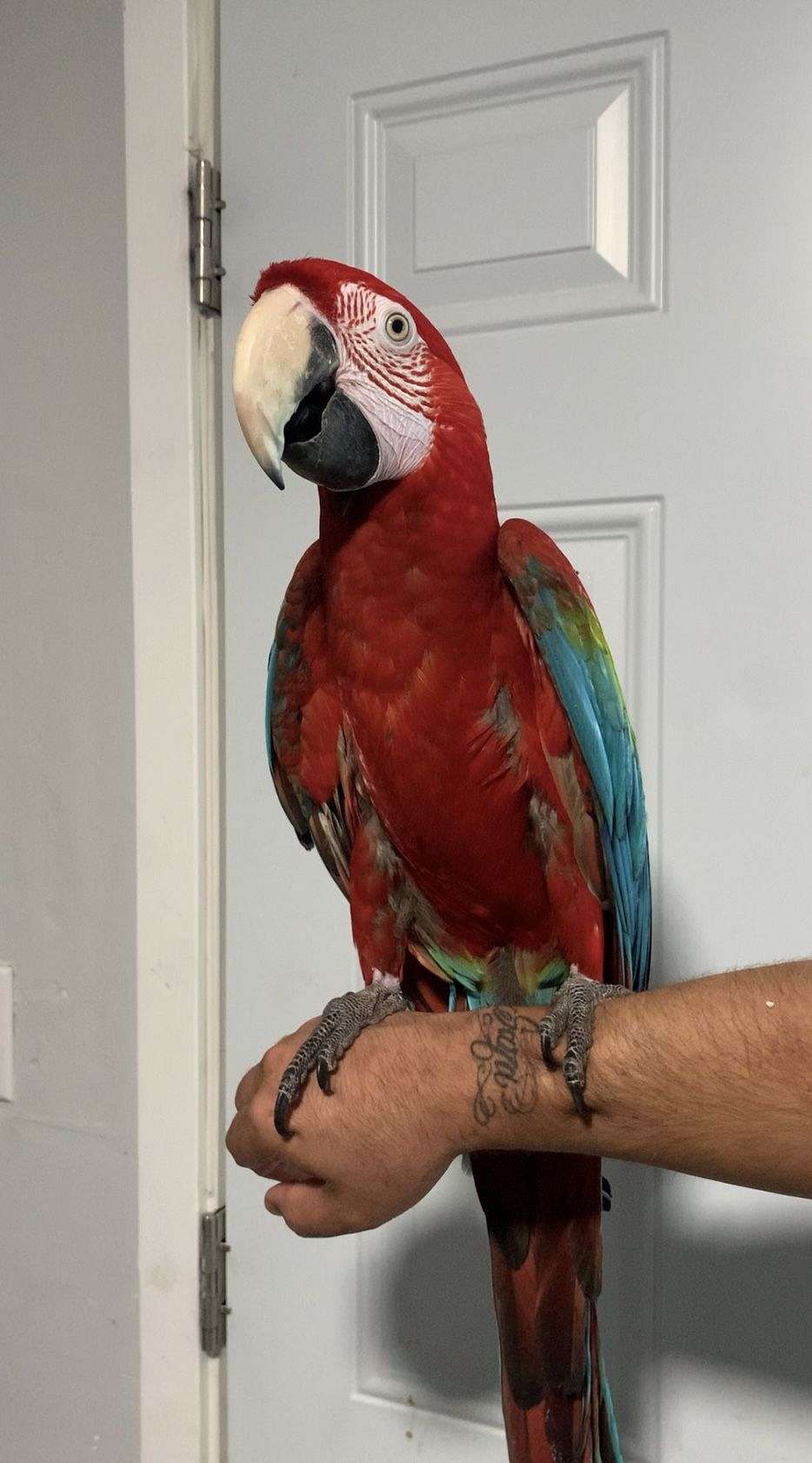 Green wing macaw