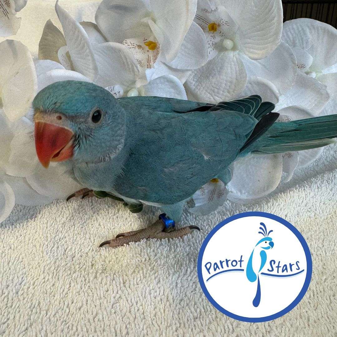 Baby Blue Indian Ringneck Available at Parrot Stars!