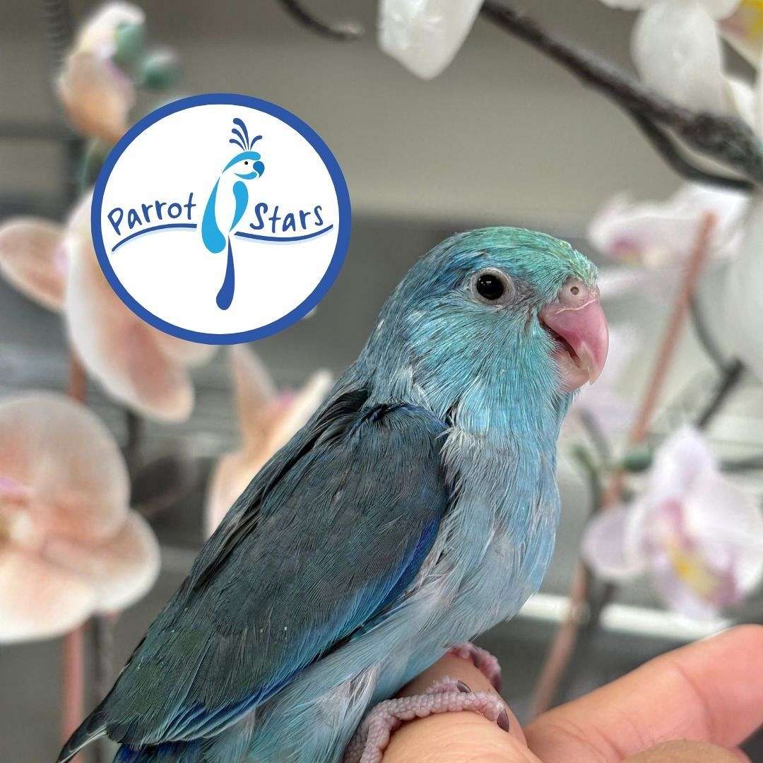 Baby Turquoise Pacific Parrotlet Available at Parrot Stars!