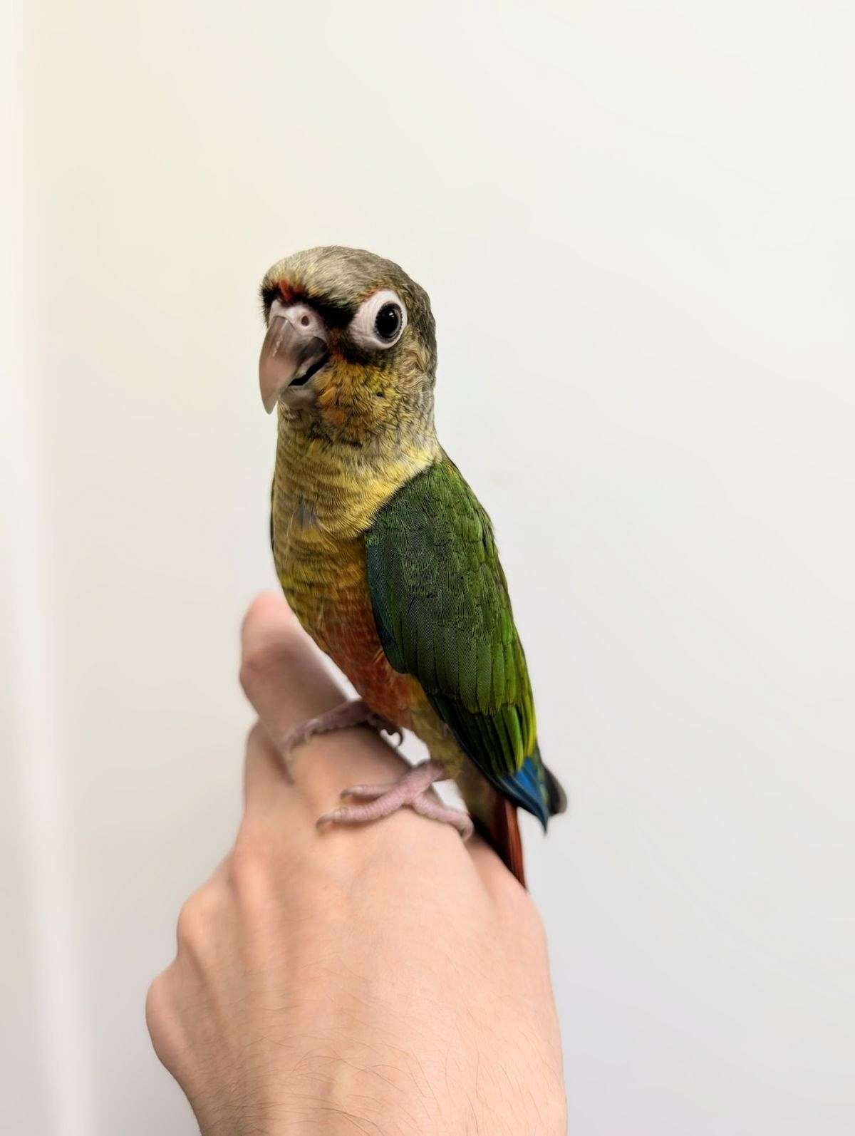 Daisy, our Yellow sided Green Cheek