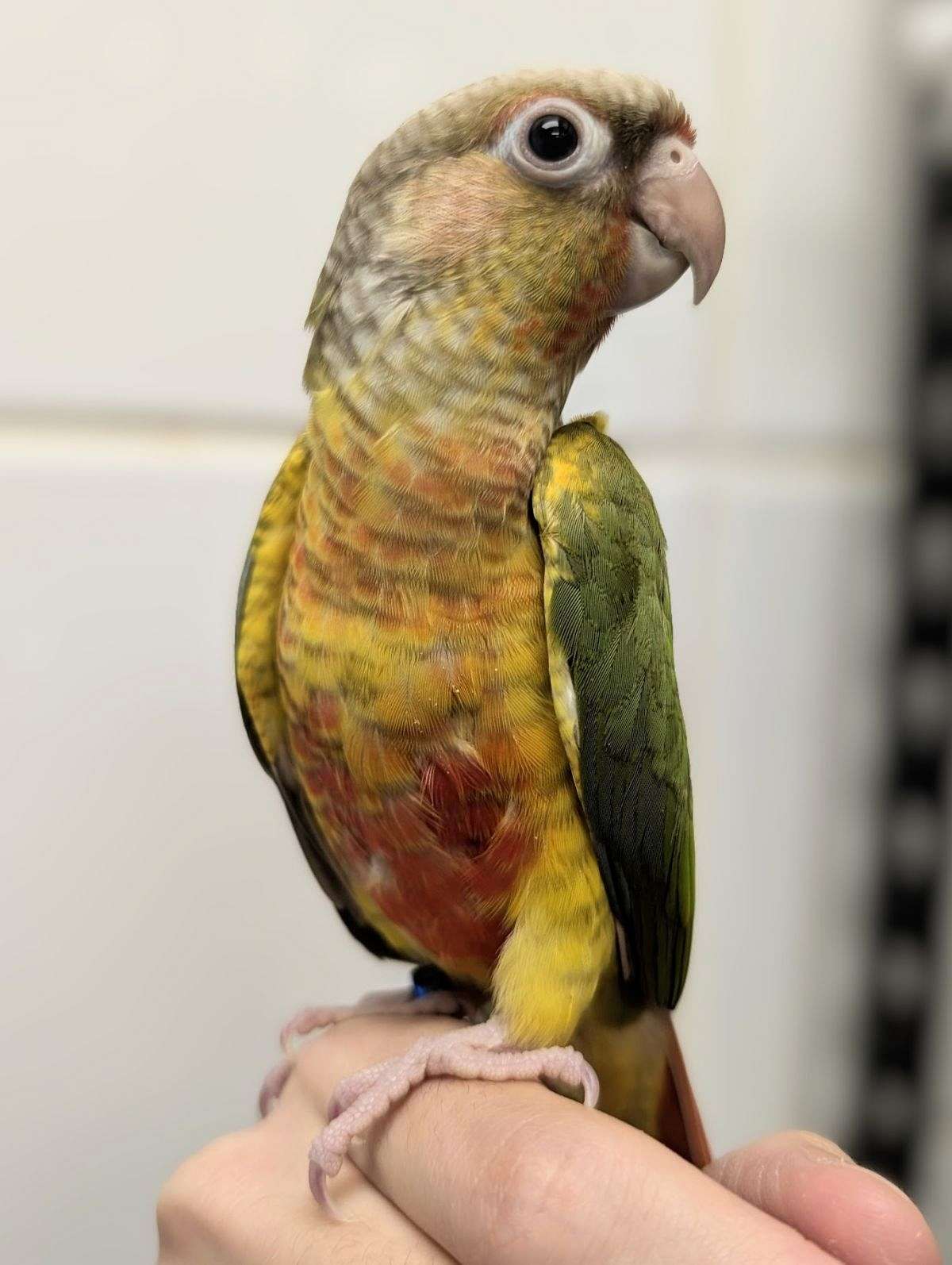 Tamale, our Pineapple Green Cheek