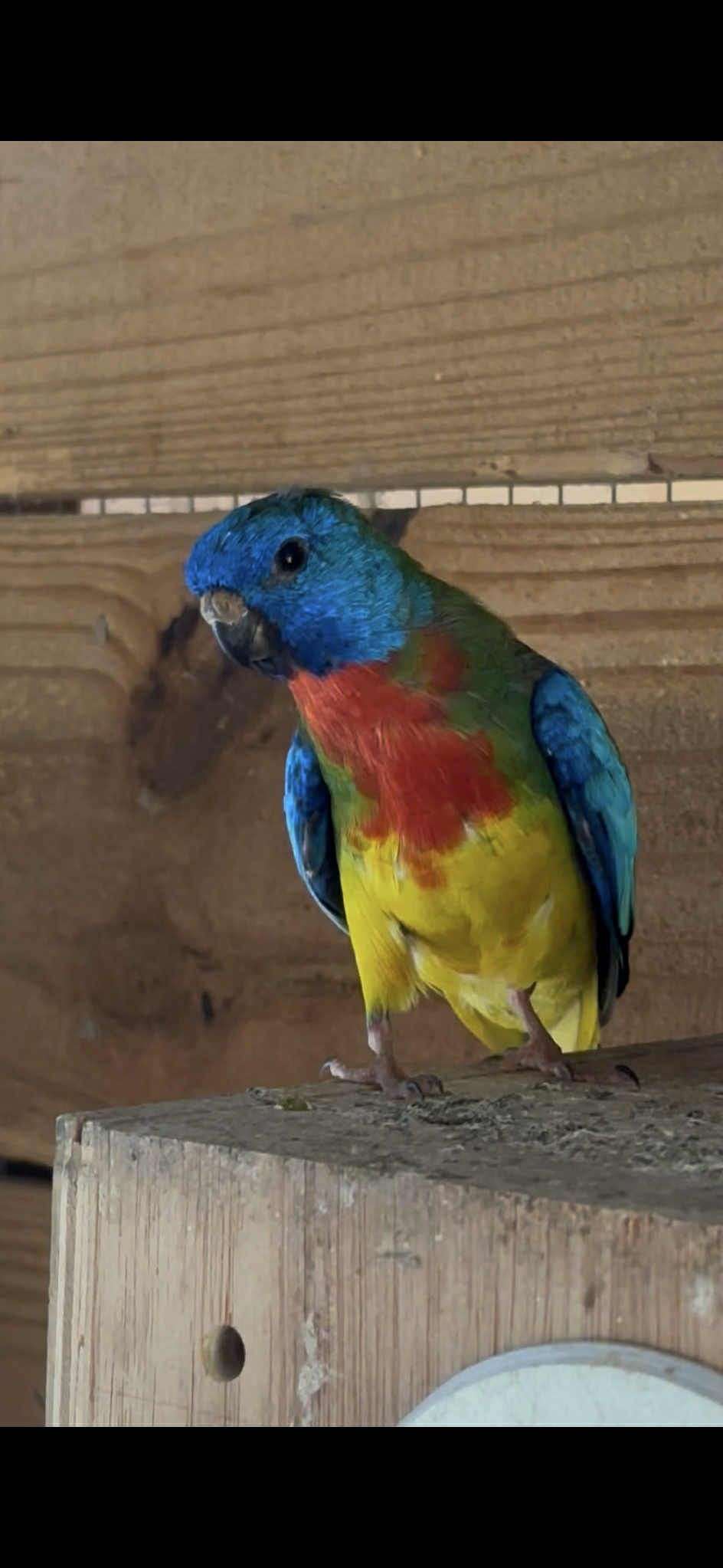 Scarlet Chested Parakeets