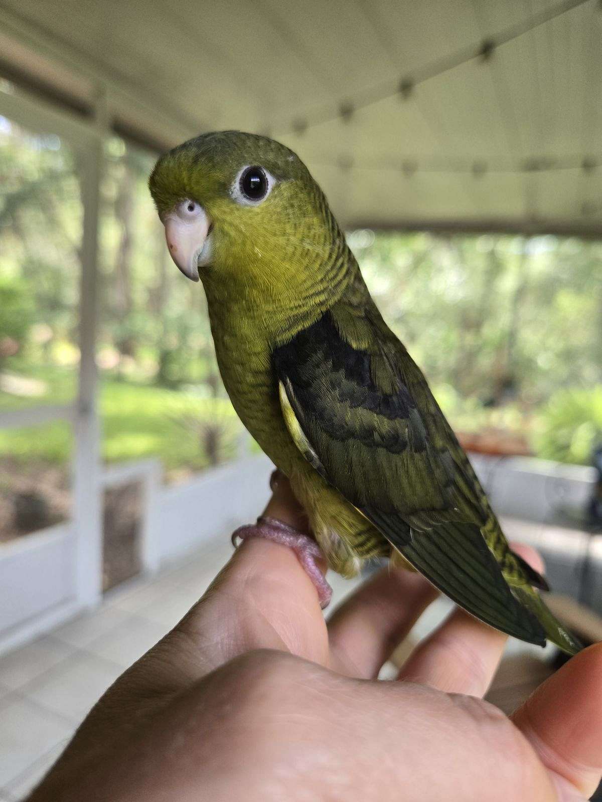 Young lineolated parakeet (Linnie)