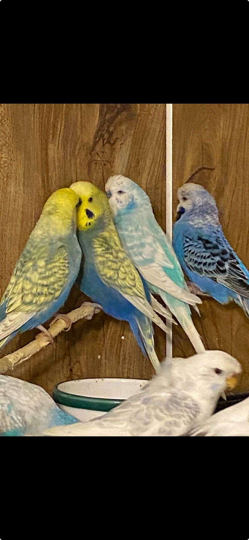 English parakeets 12 available