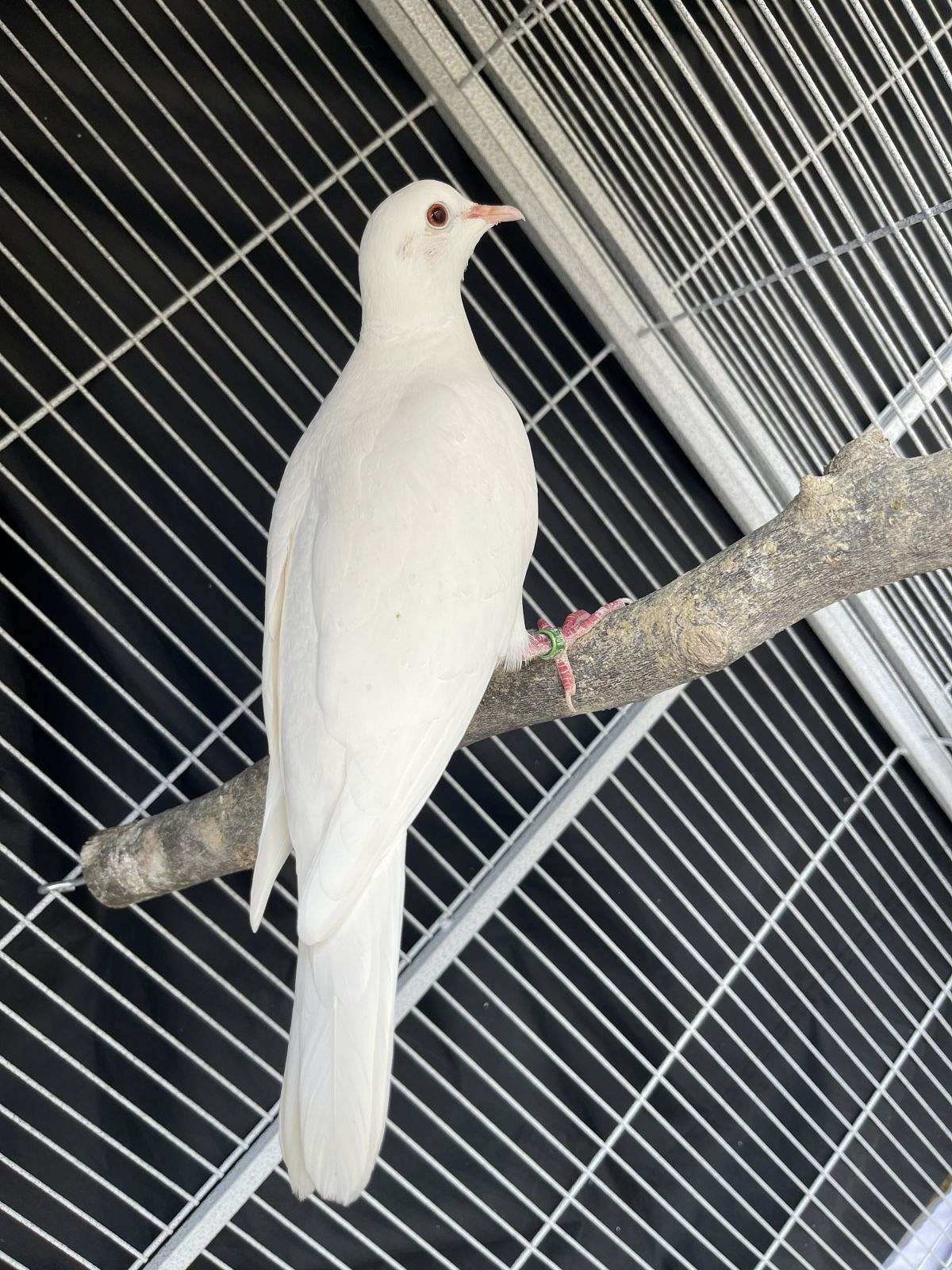 White Ringneck Turtle Doves for Sale