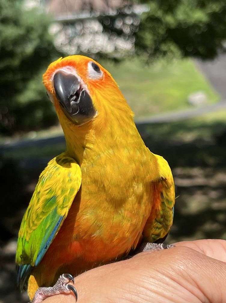 Sun Conure baby
