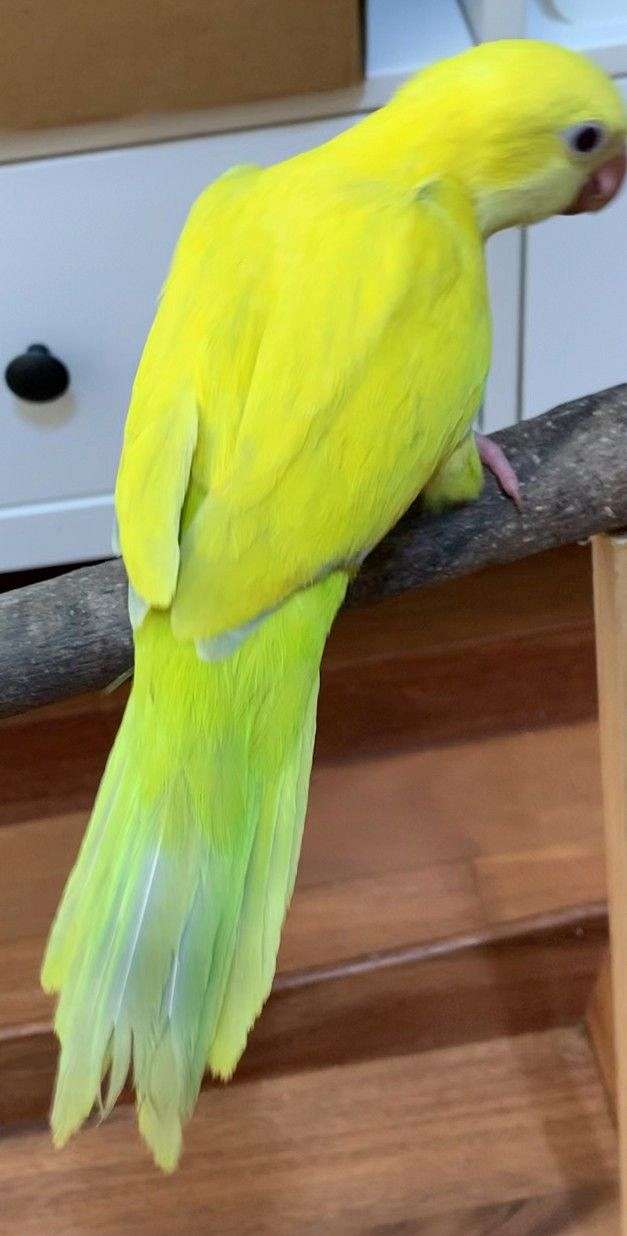 Baby Yellow Crossover Quaker Parrot**Reduced Price**