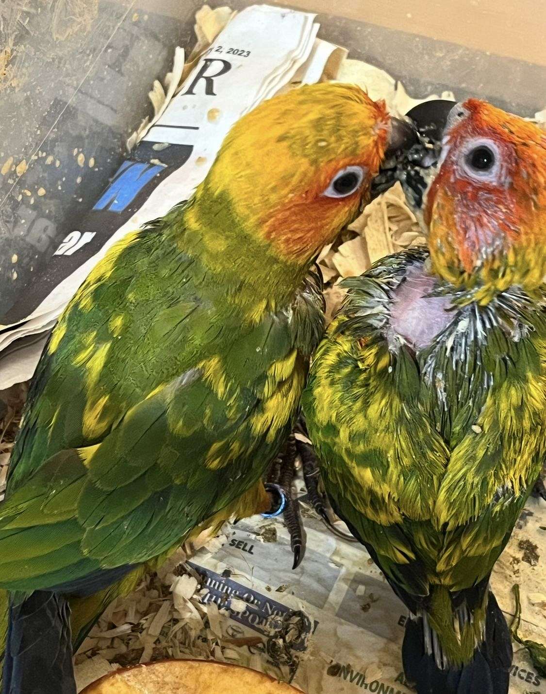 Sun conure baby and proven pairs