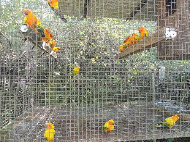 Young pairs of Sun Conures available at $1,000 per pair