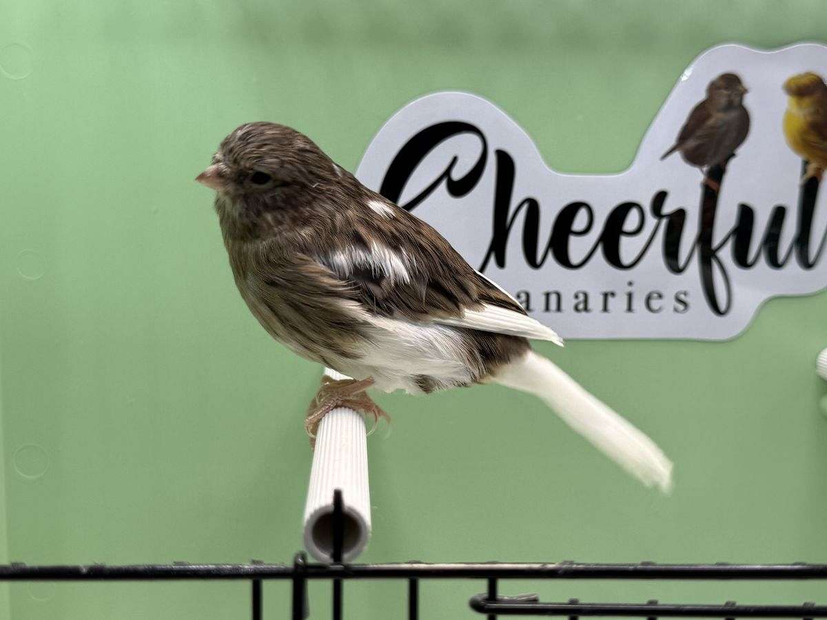 Female Canaries