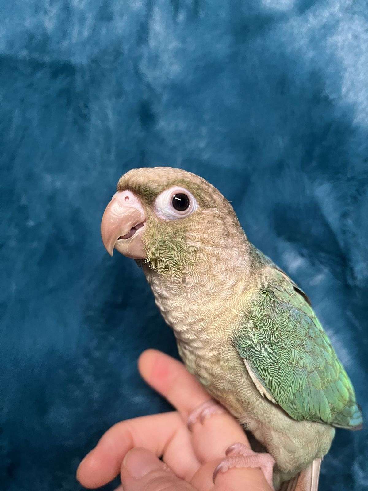 Turquoise Cinnamon green cheek conure hand-fed baby
