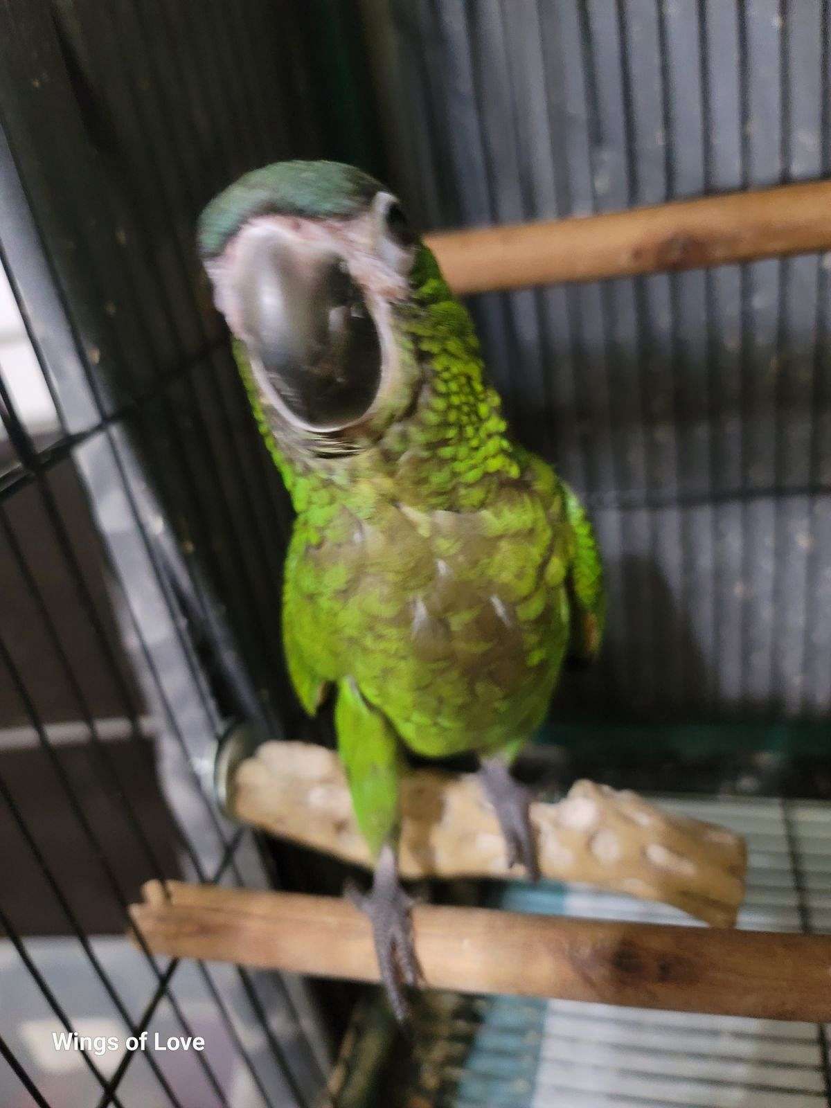 Hahns Mini macaw baby