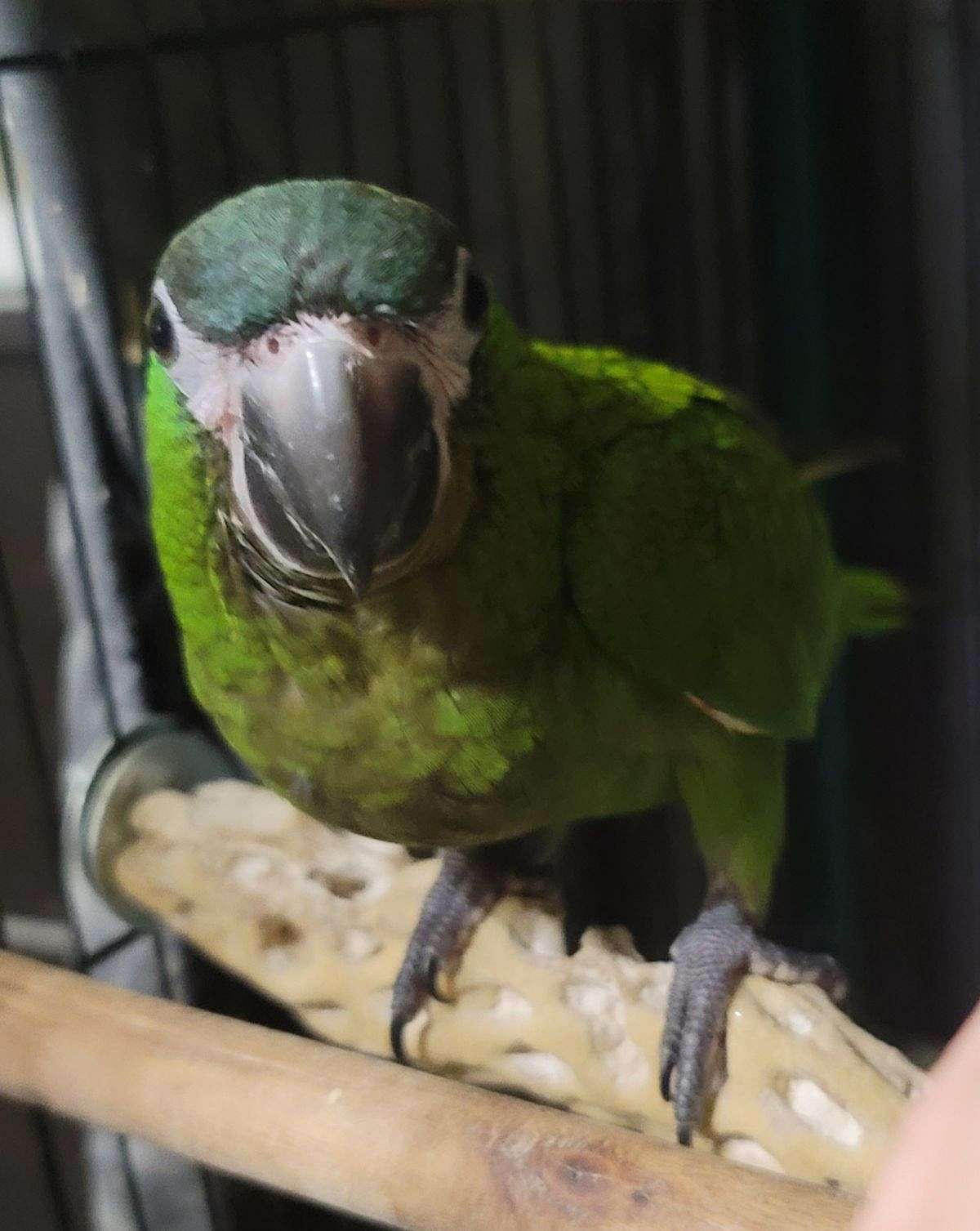 Hahns Mini macaw baby