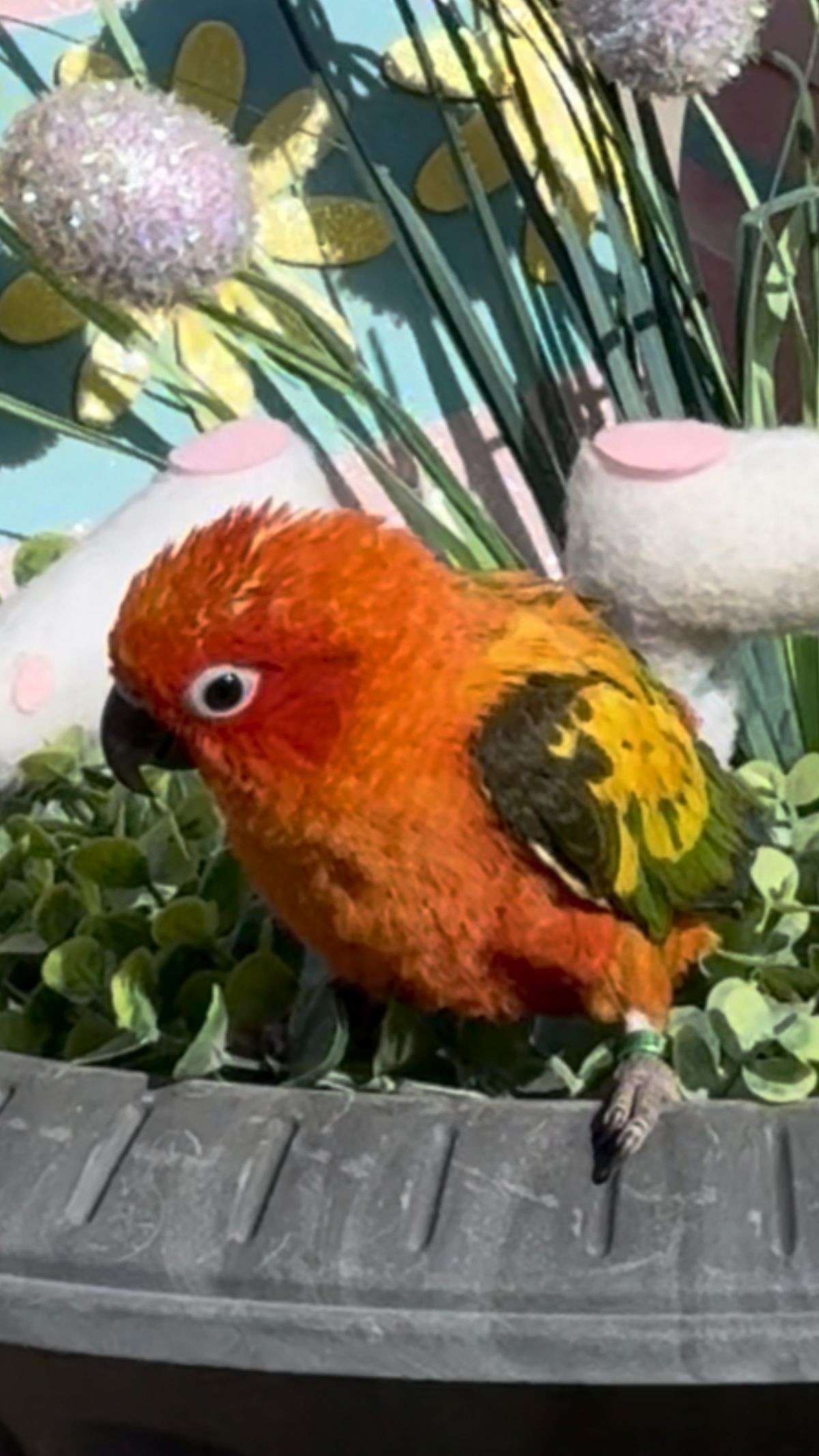 Baby Sun conures