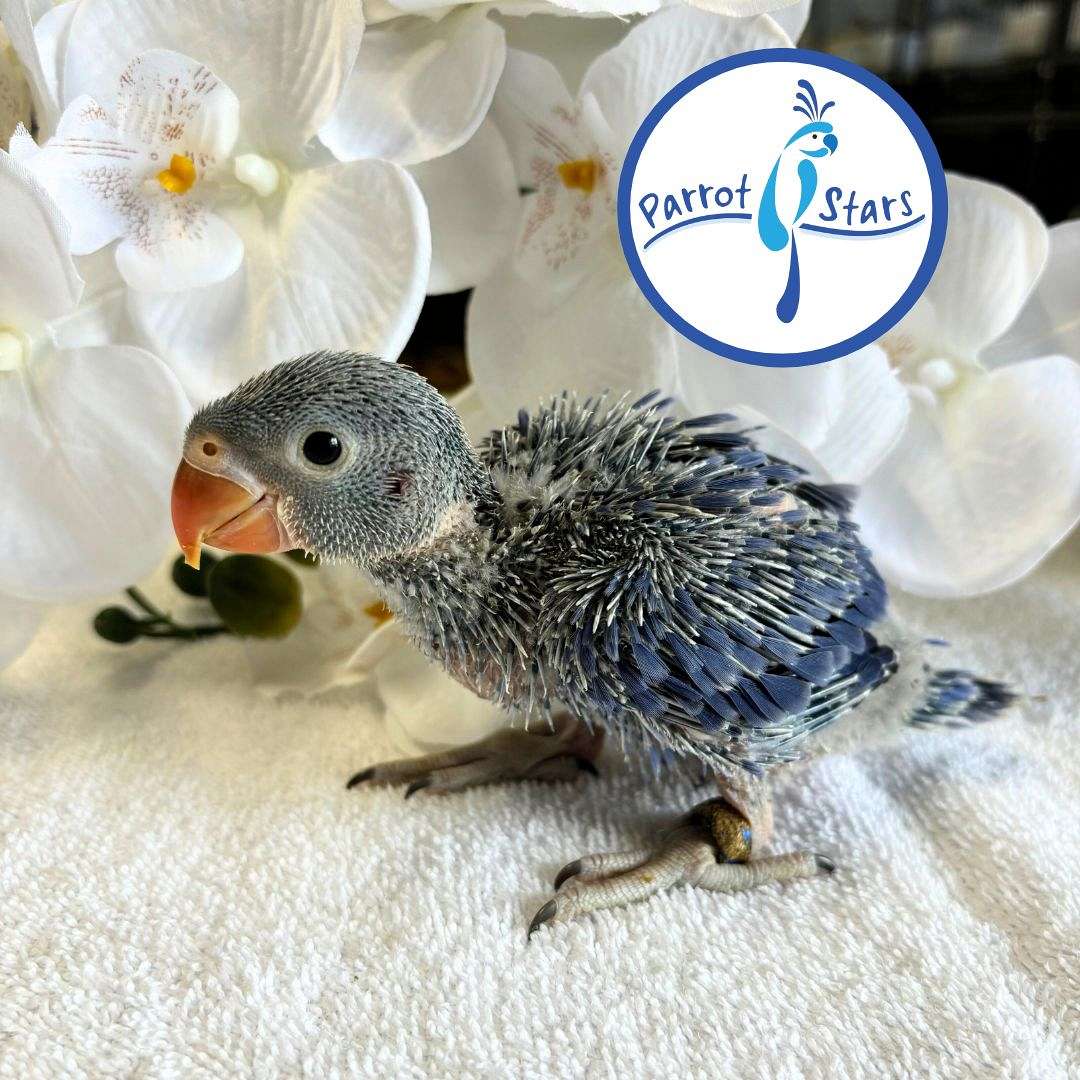 Baby Violet Indian Ringneck Available at Parrot Stars!