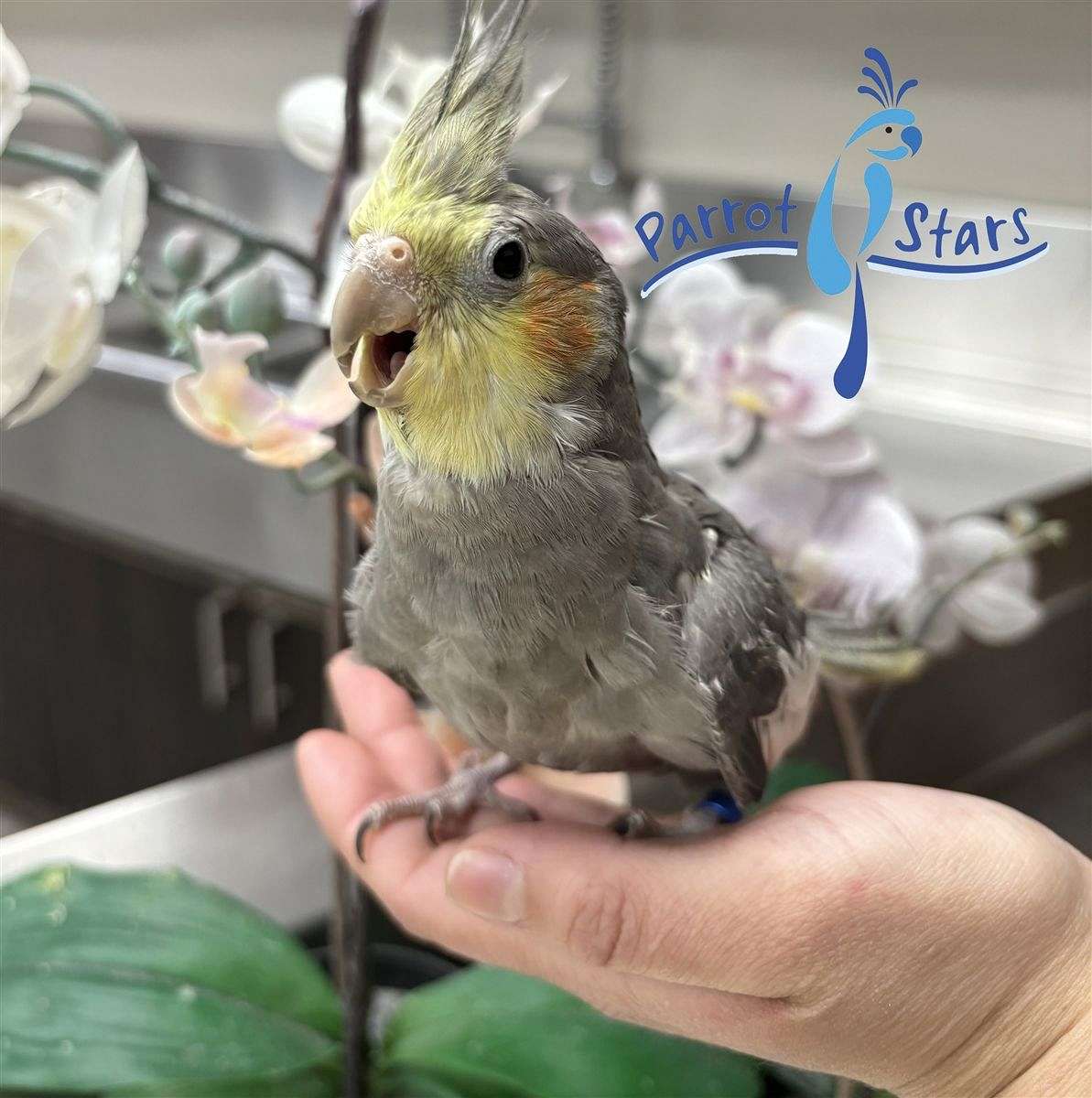 Baby Grey Cockatiel Available at Parrot Stars!
