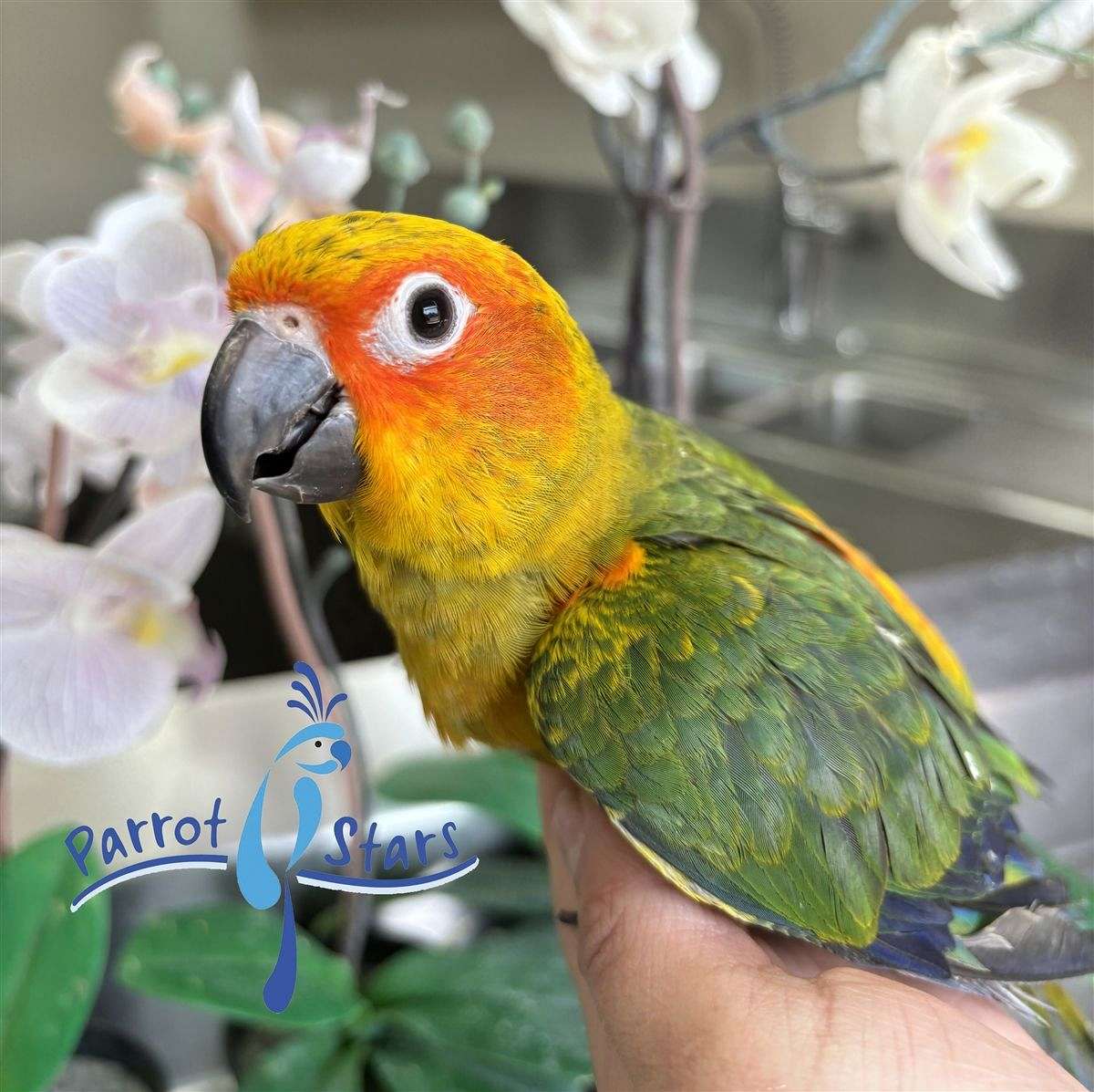 Baby Sun Conure Available at Parrot Stars!