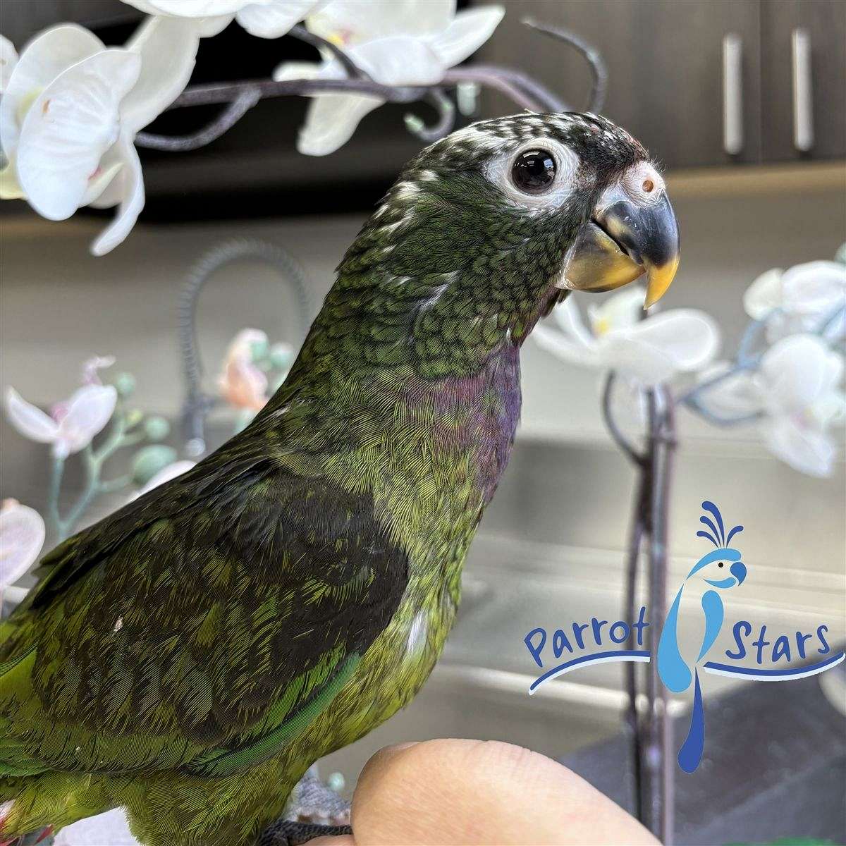 Baby Maximilian Pionus Available at Parrot Stars!
