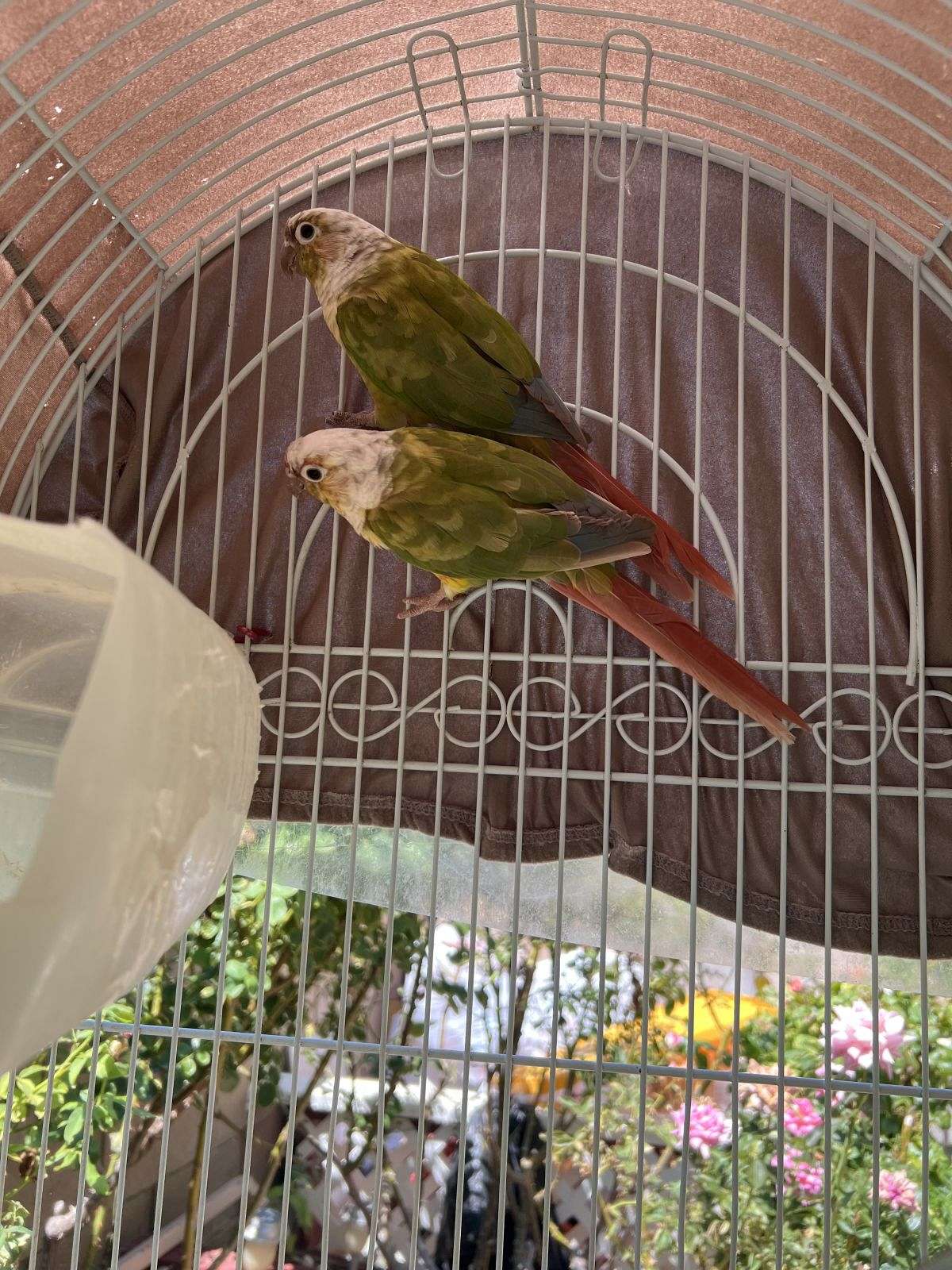 2 Green Checked Conure