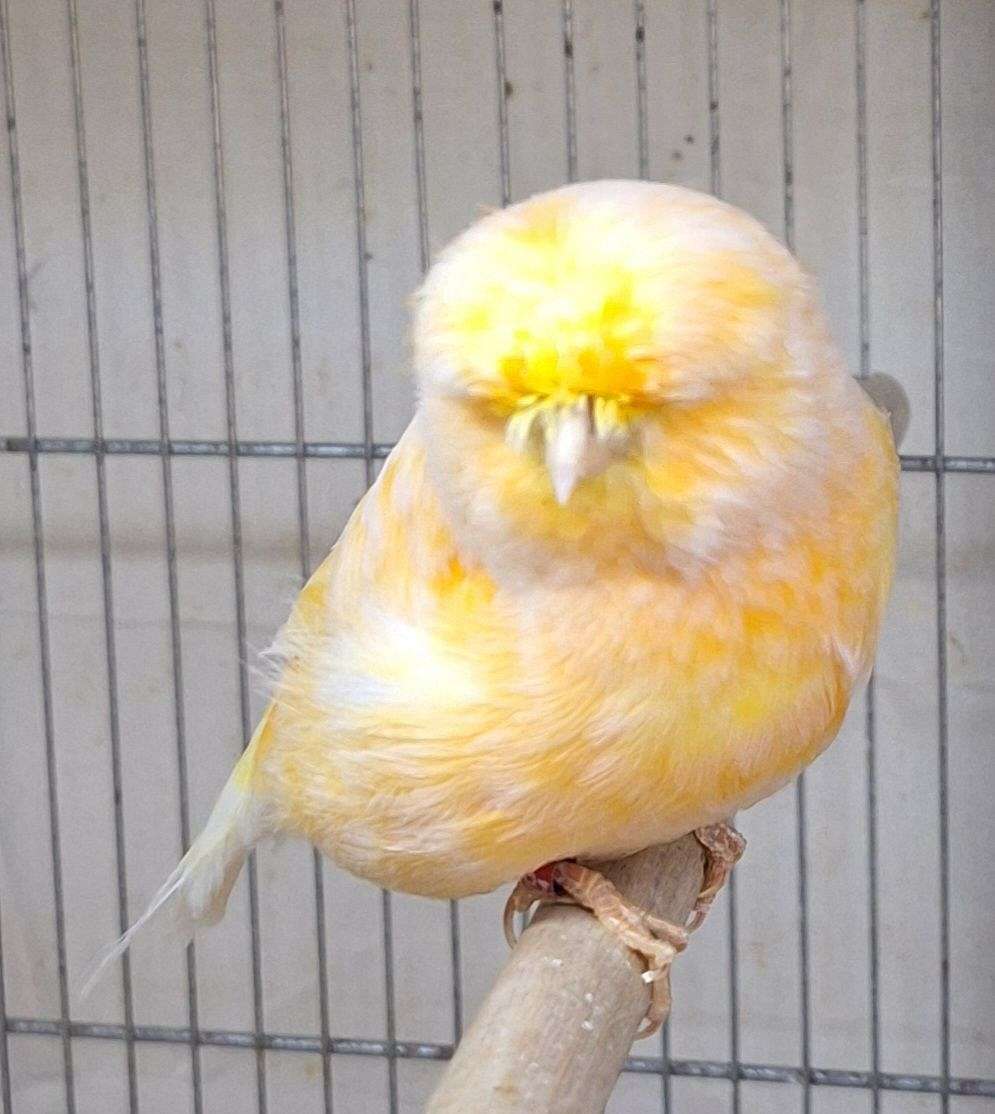 Rare Norwich Canaries