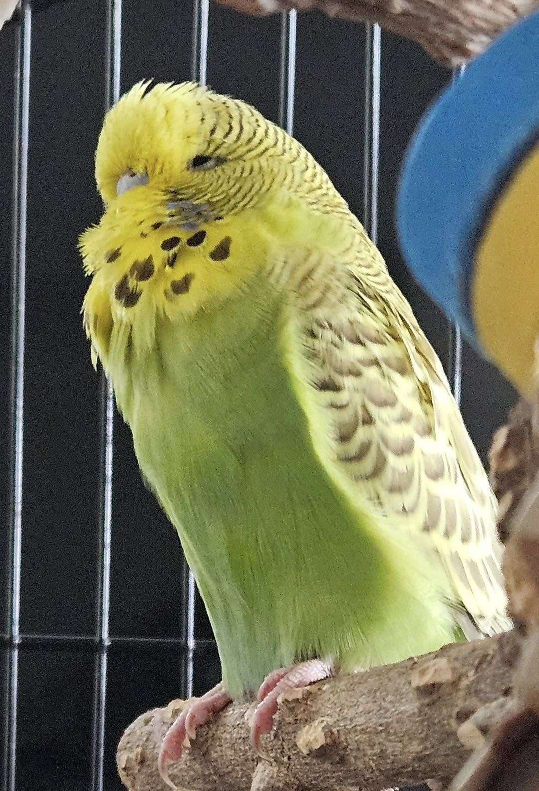 Exhibition English Budgie