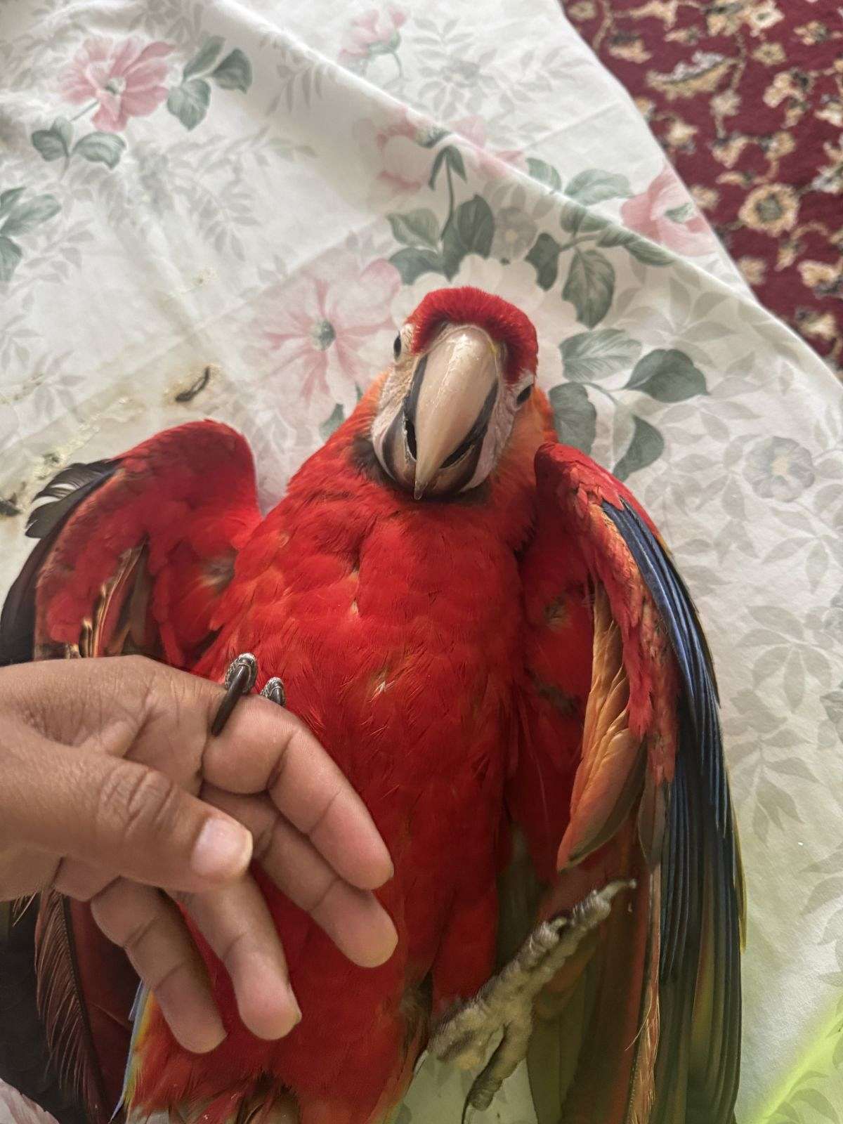 Scarlet Macaw