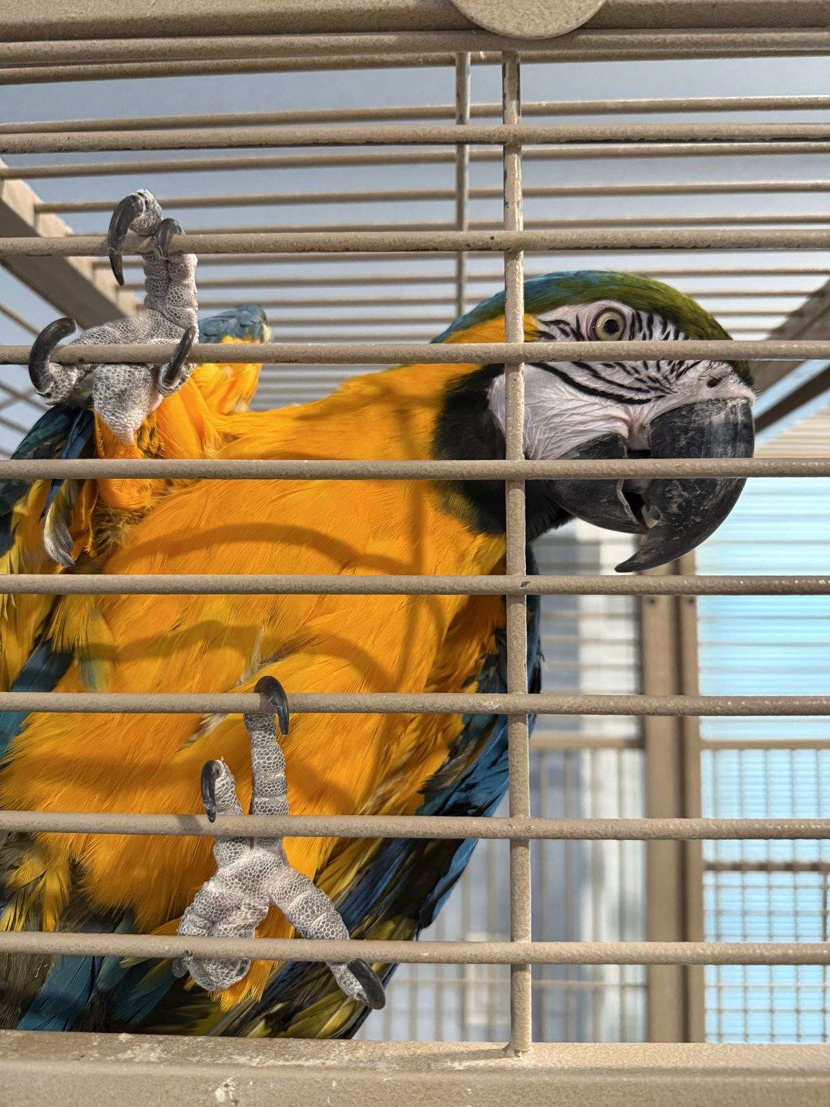 Female Blue Gold Macaw