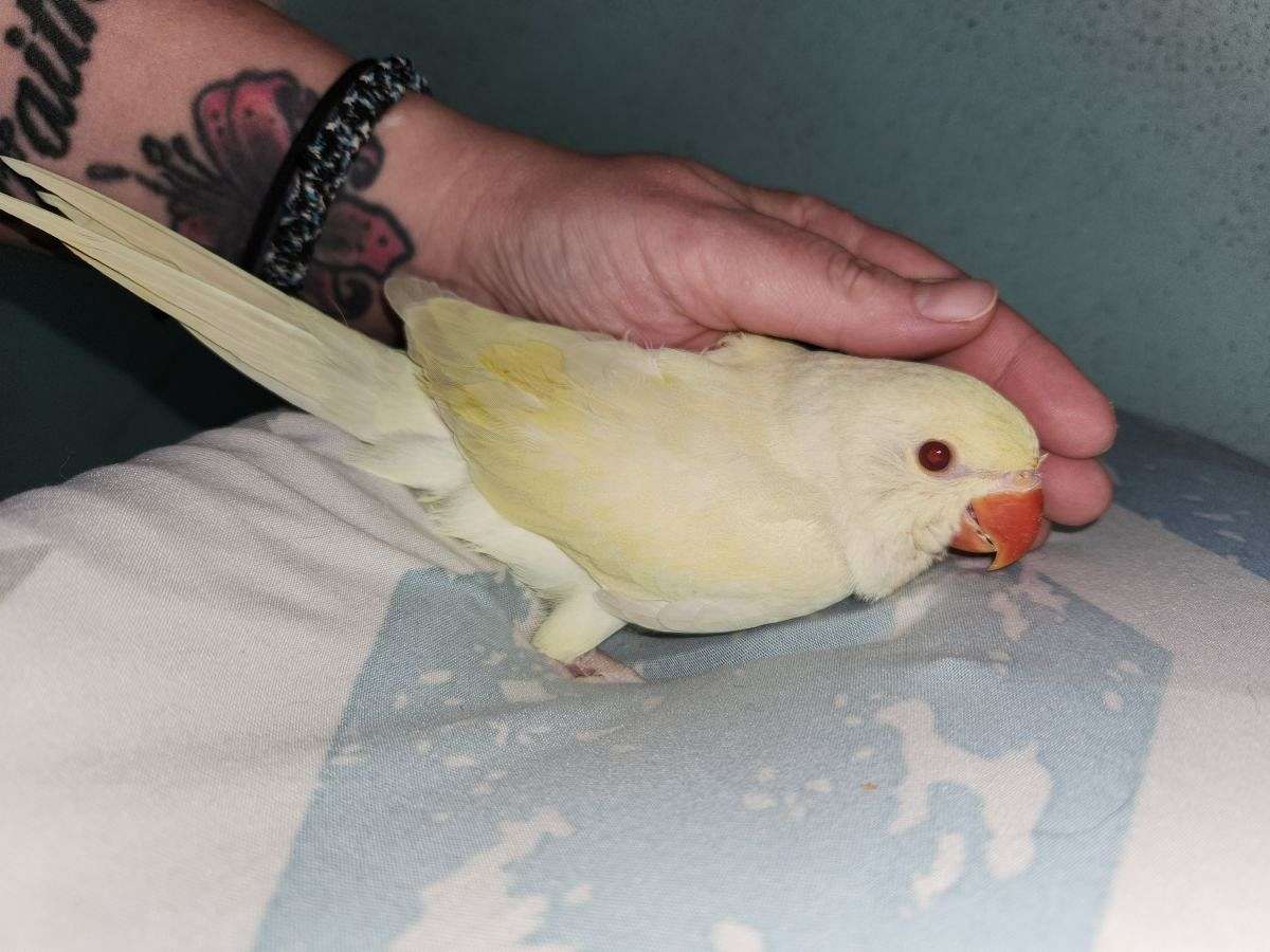 Creamino ringneck