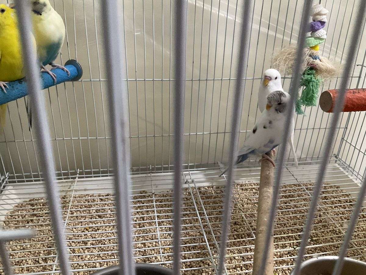 2 Pairs Fancy Parakeets 2 Male and 2 Female Breeding Pet Bird DNA Tested,