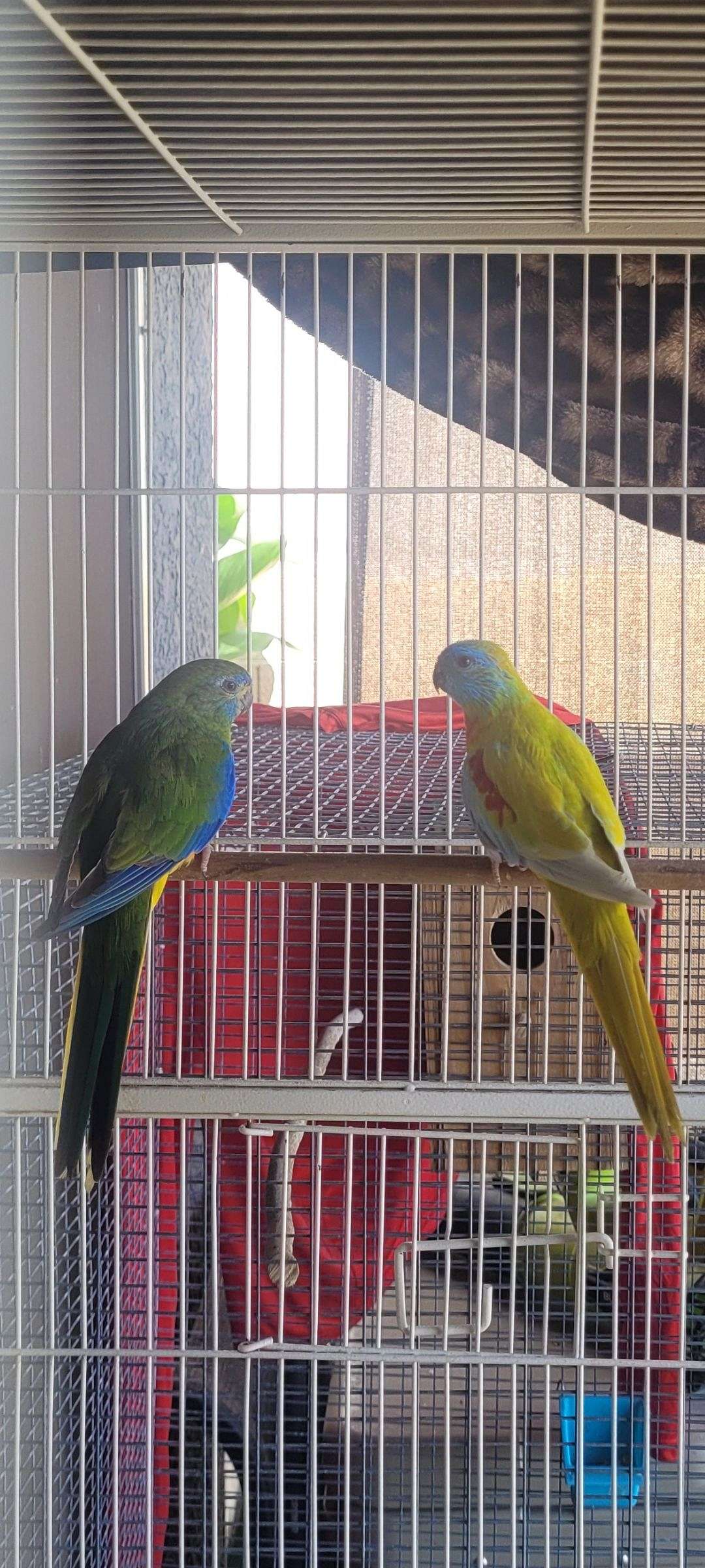 Turquoisine parakeet