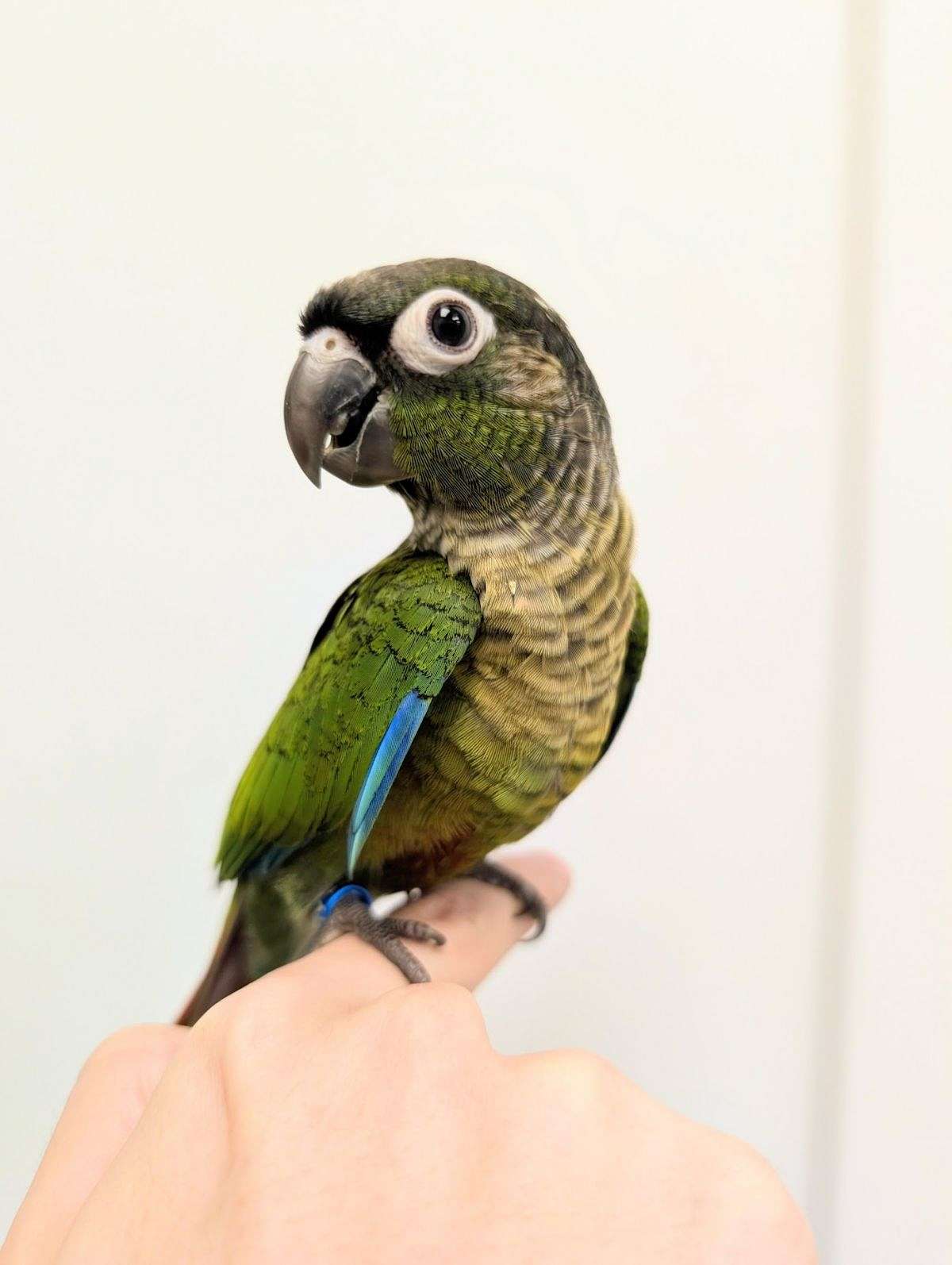 Yoshi, our Green Cheek Conure