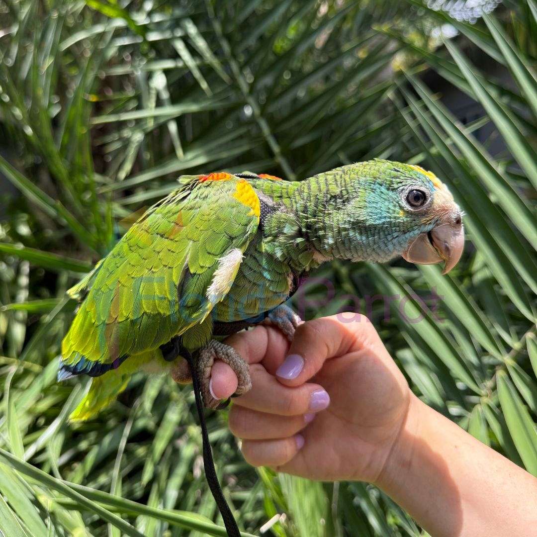 Yellow Shoulder Amazon