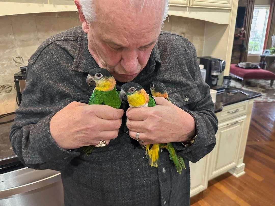 Caique Parrot