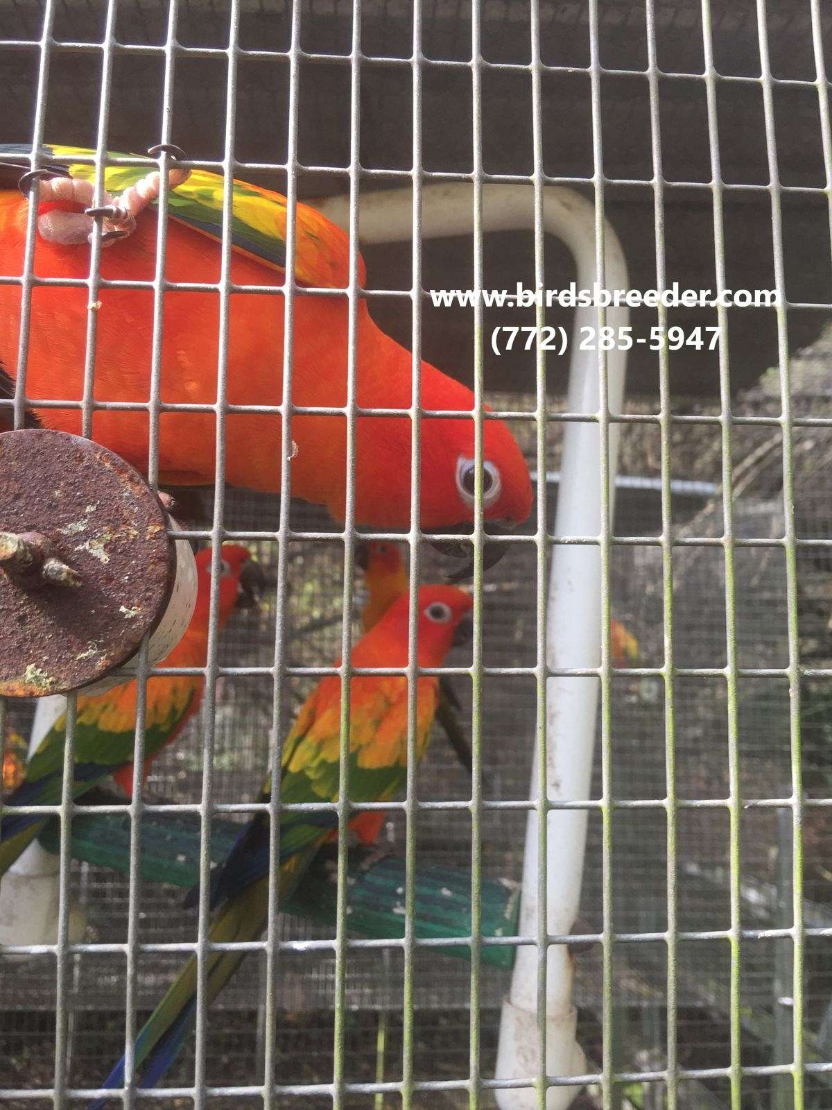 Young pairs of red factor Sun Conures available at $1,500 per pair. Multi-p