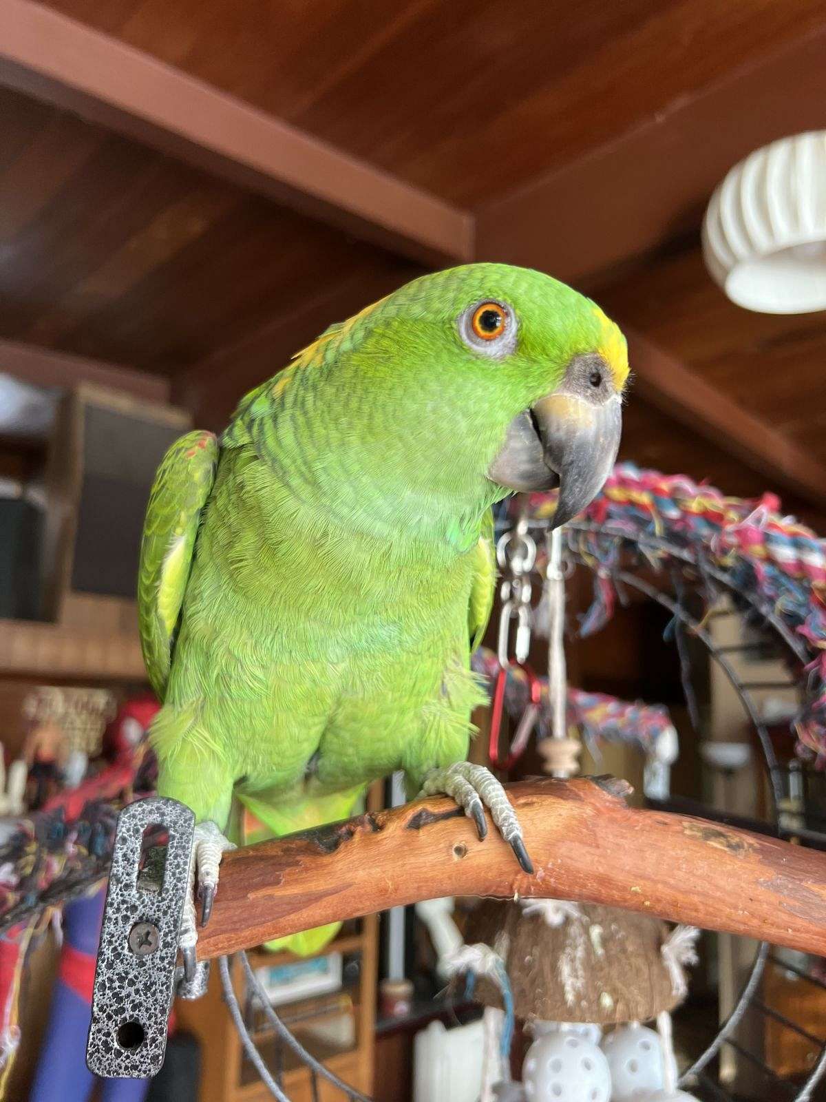 Tame Male Yellow Nape Amazon