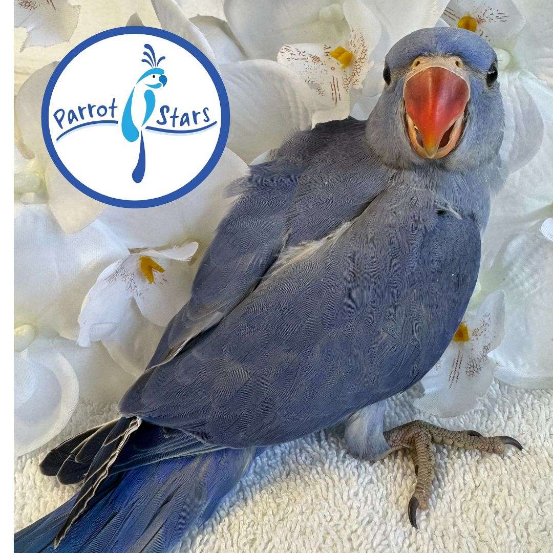 Baby Violet Indian Ringneck Available at Parrot Stars!